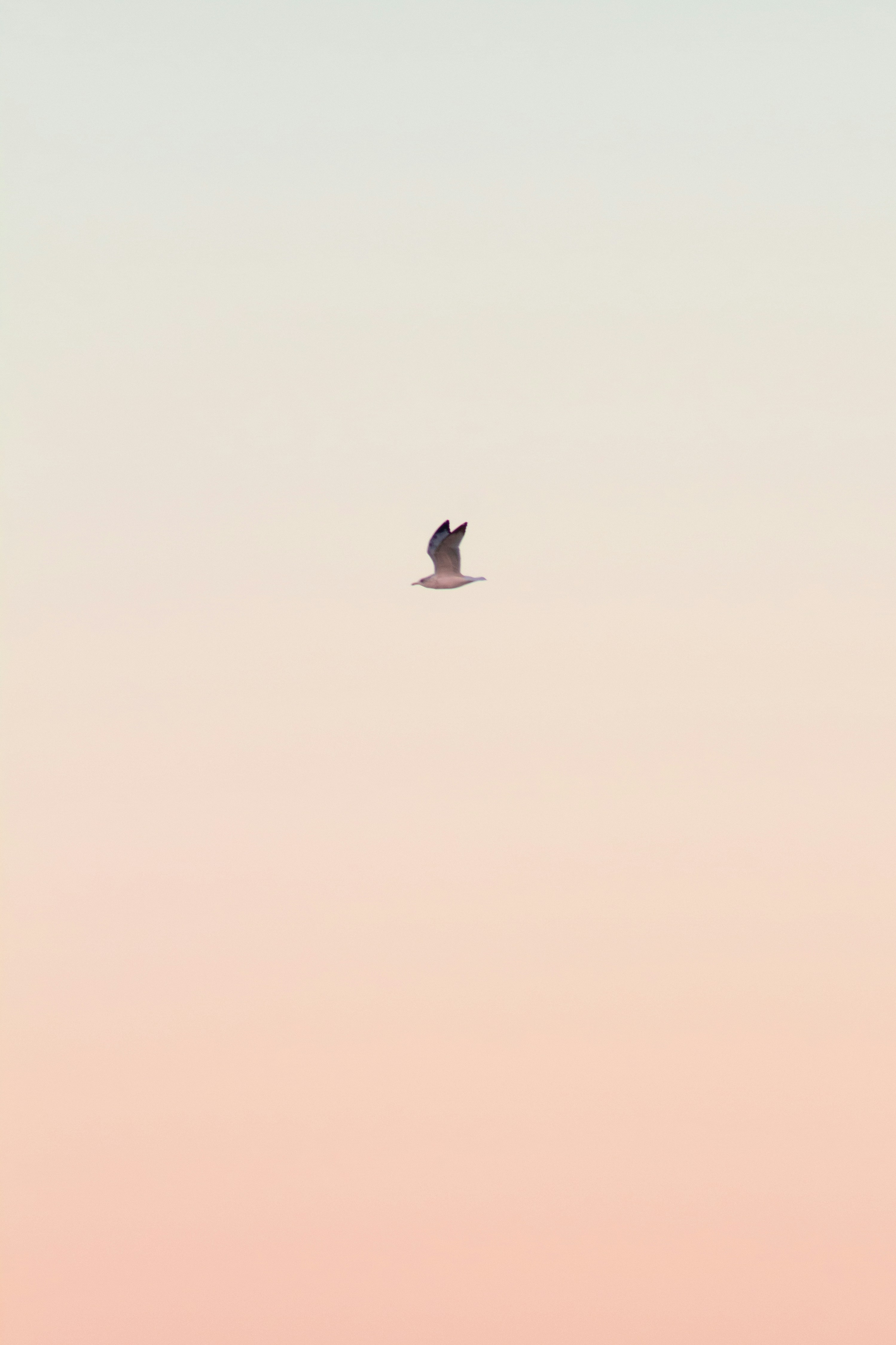 Pastel Flight: a solitary gull in a minimalist dusk sky