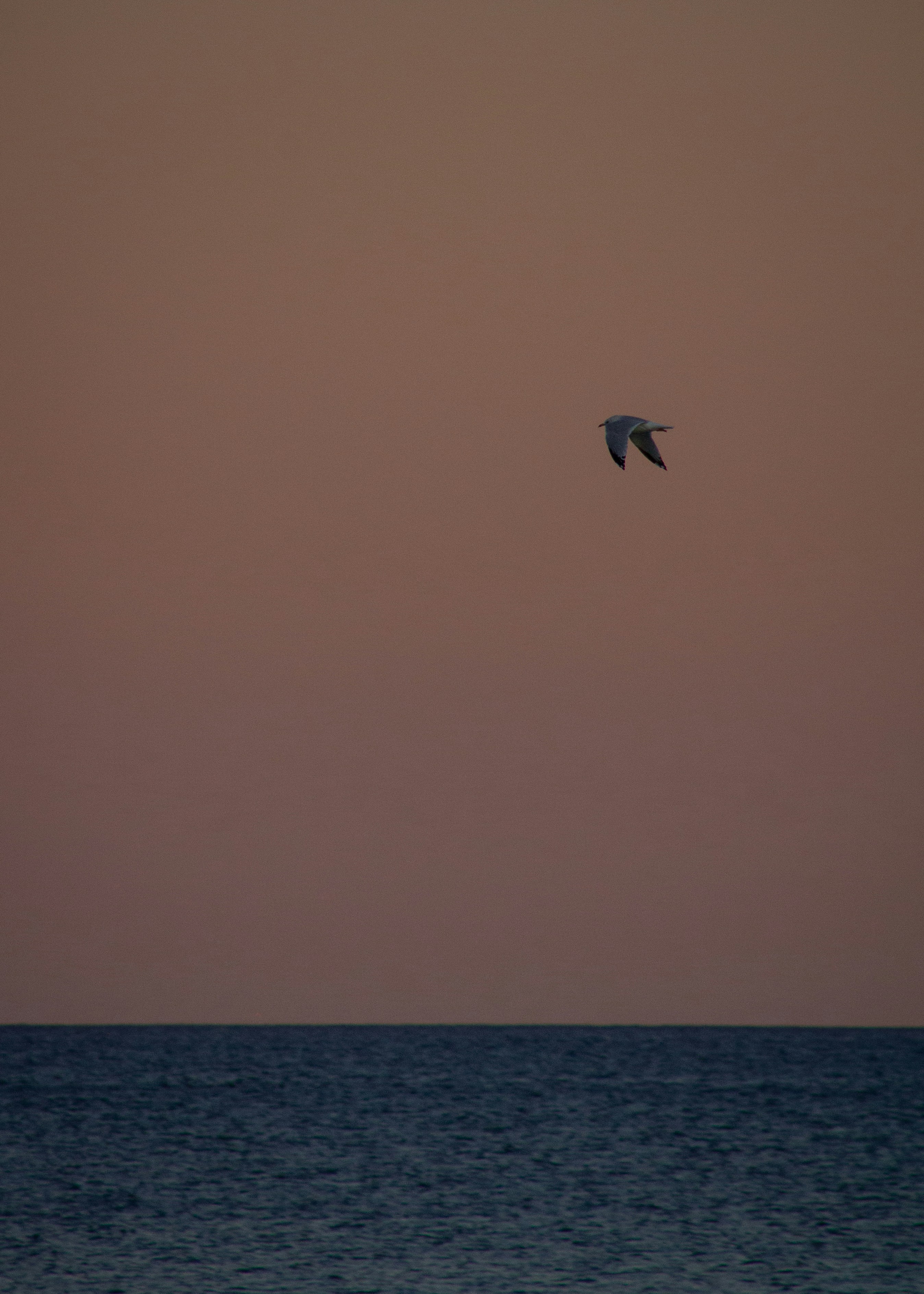 Twilight Wing over a Quiet Sea