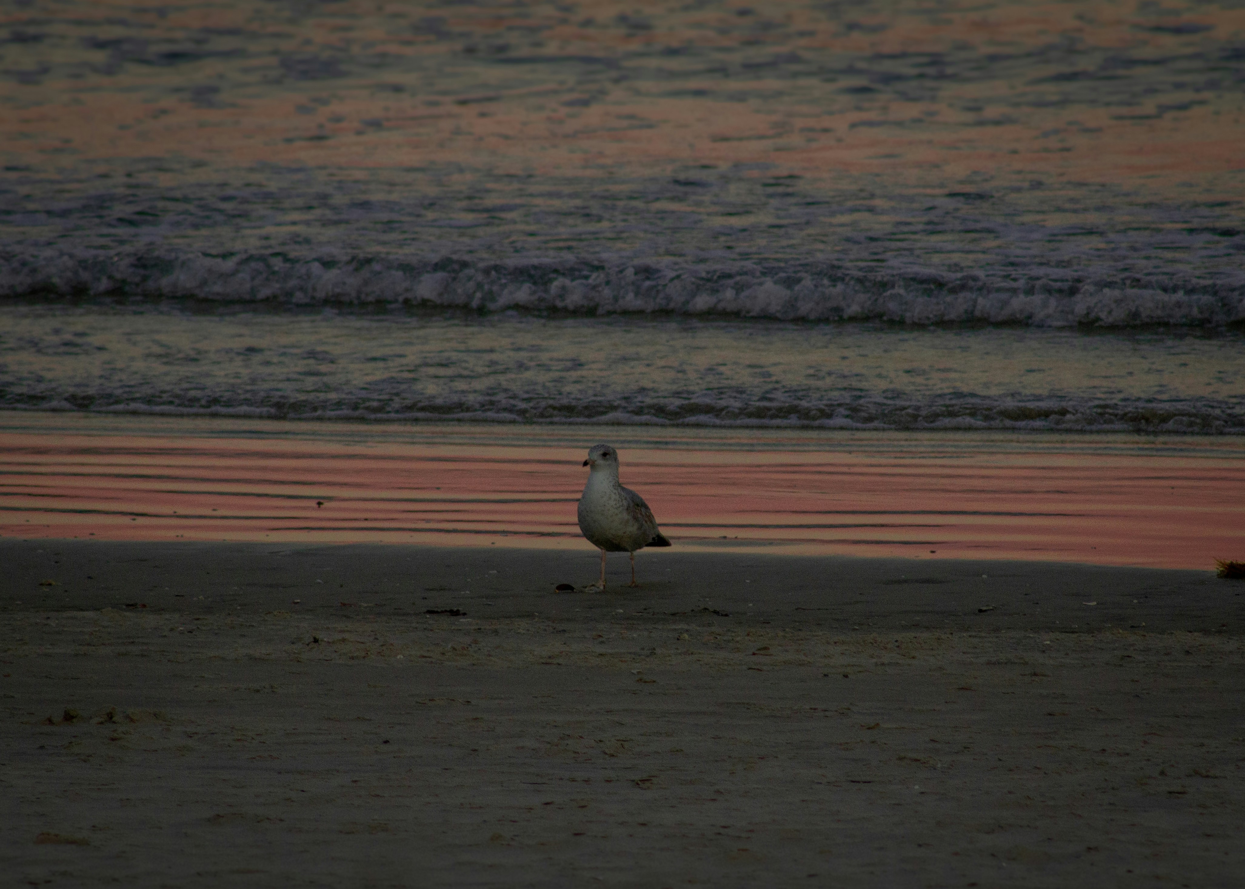 Dusk Sentinel on a Quiet Shore: A Seagull Stands Alone