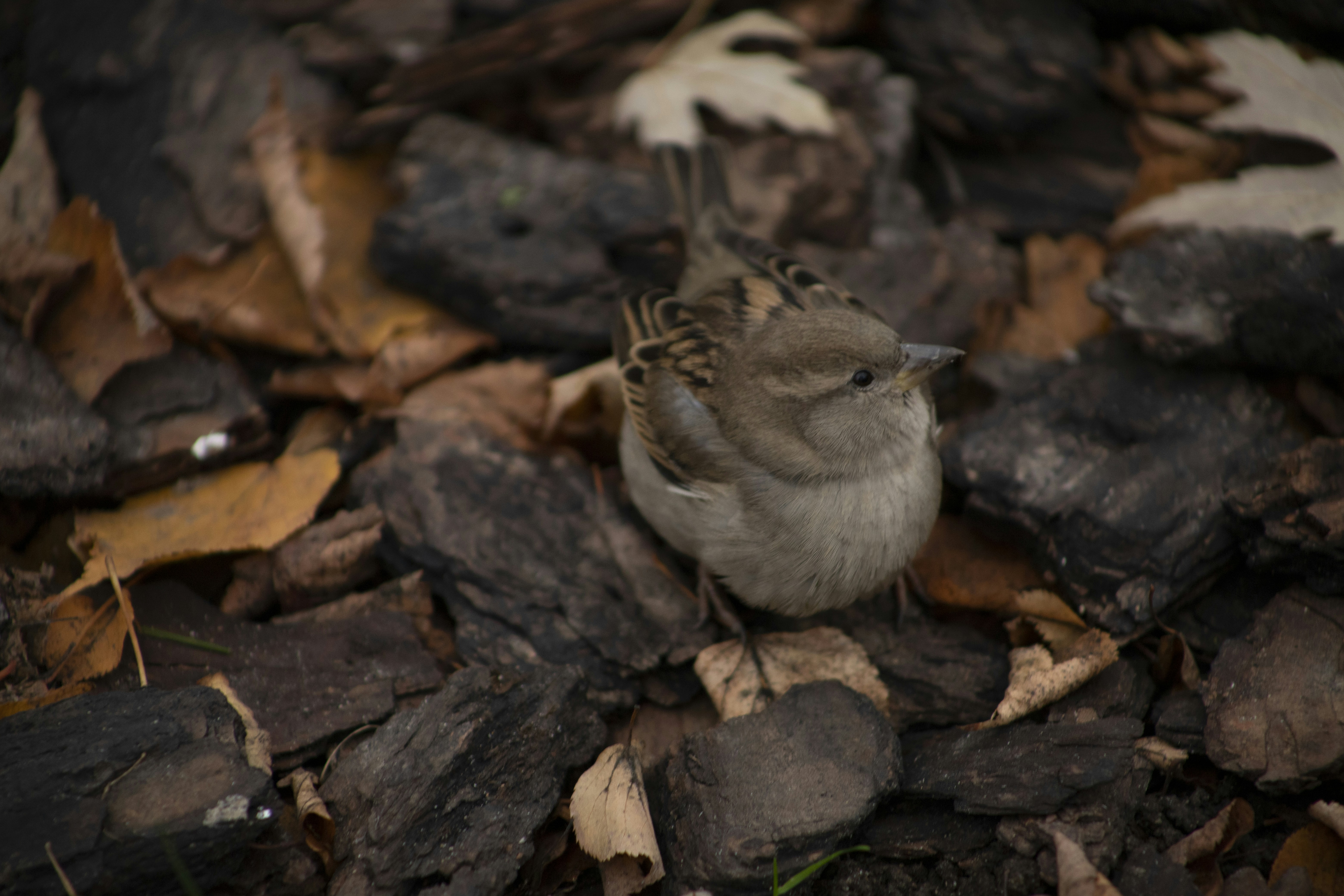 A Little Warbler Amid Fallen Leaves