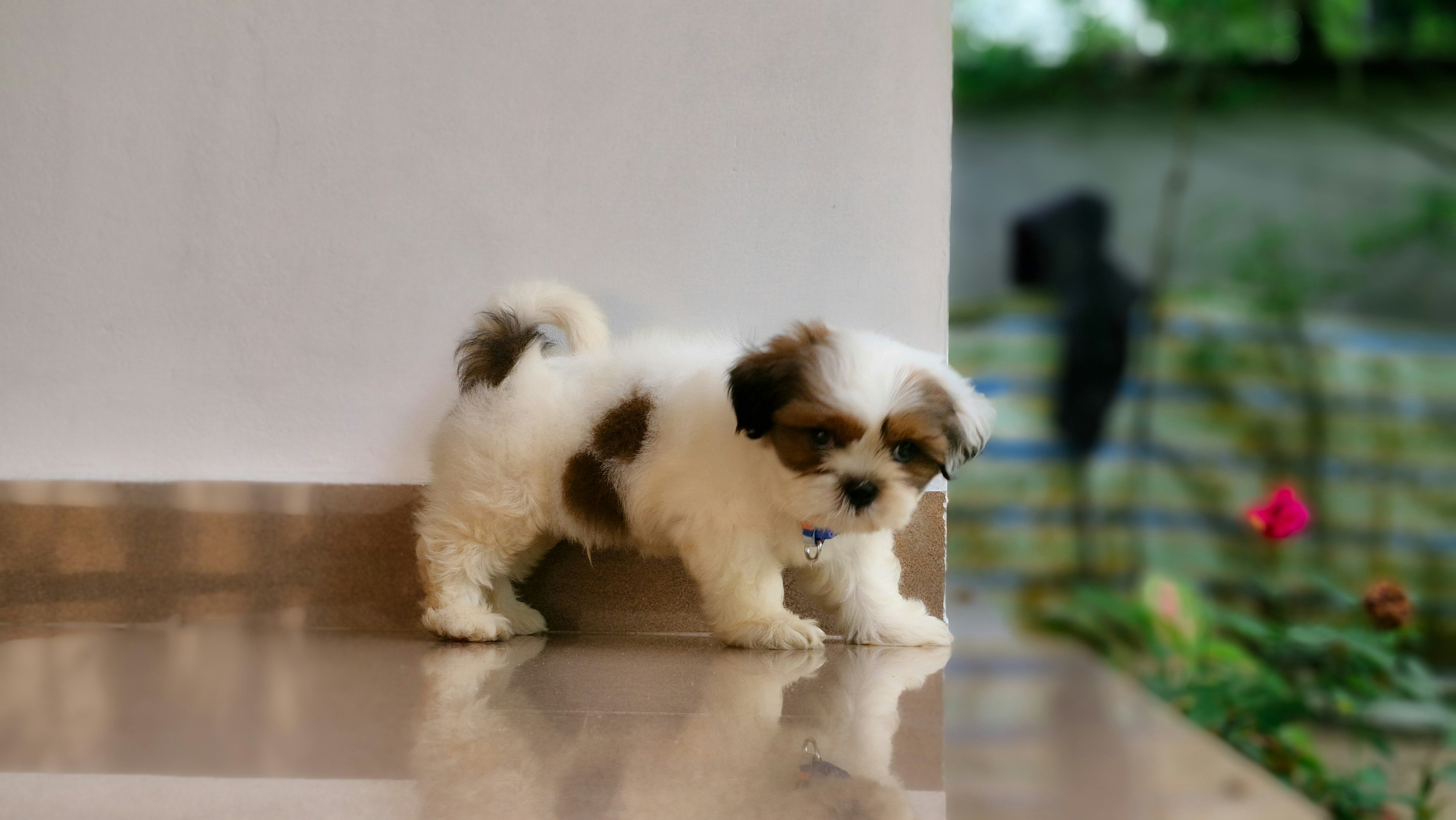 Two fluffy Shih Tzu–like puppies stand on a glossy terrace, their reflections visible on the floor, with a blurred garden and a pink bloom in the background.