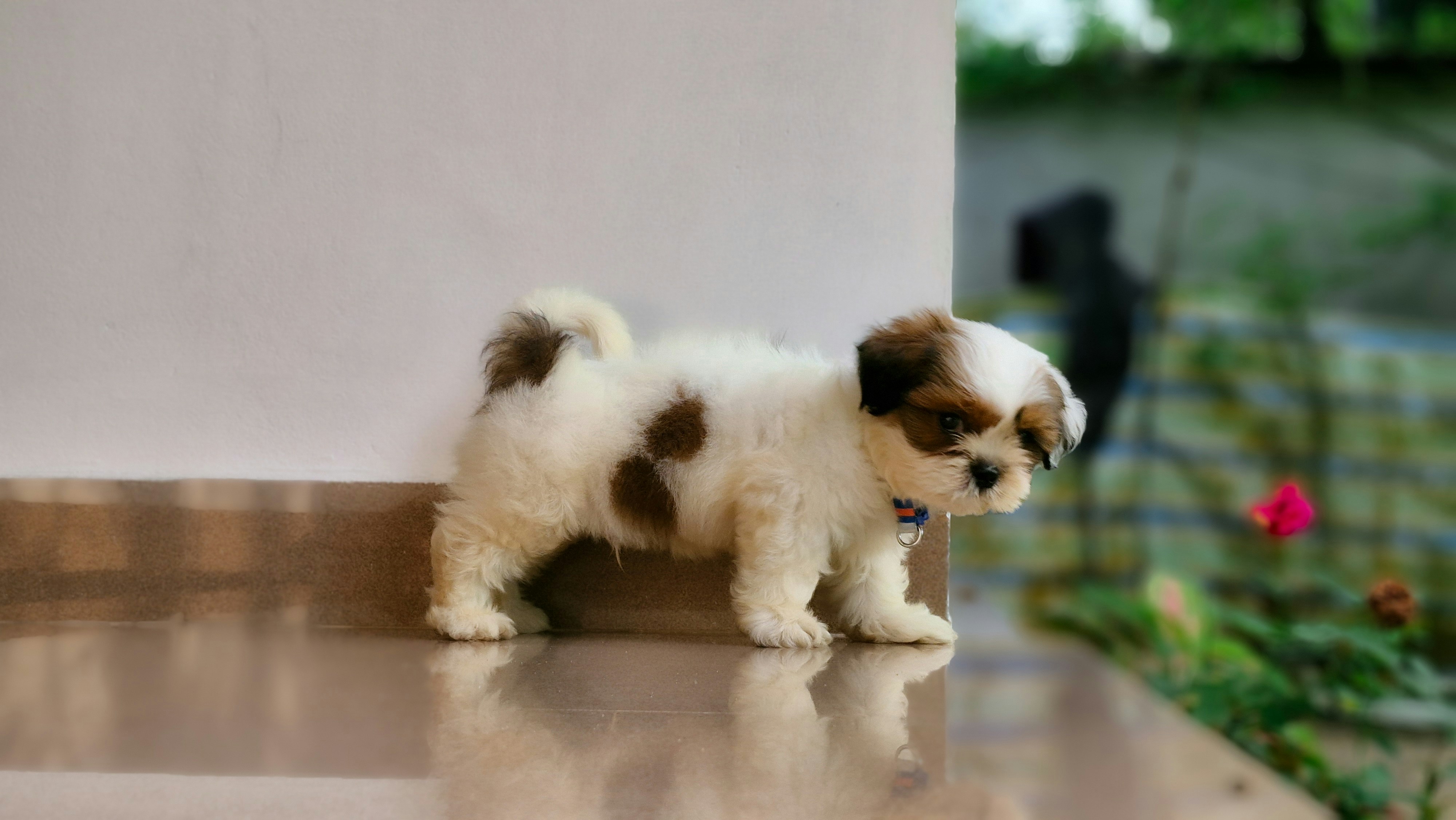 A small white and brown dog standing next to a wall photo – Free Human ...