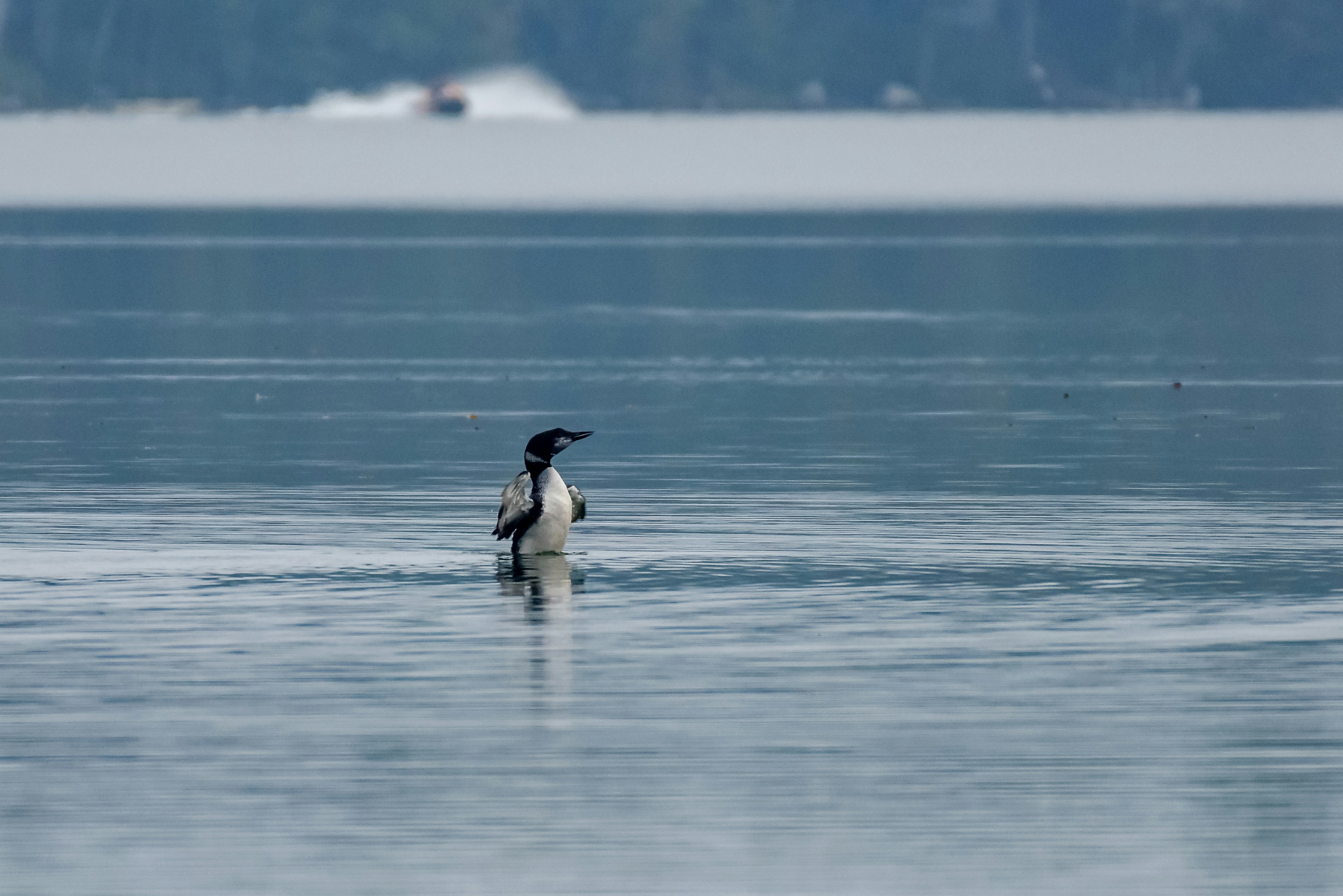 Lone Loon on a Glassy Lake: Quiet Vigil Beneath a Distant Shore