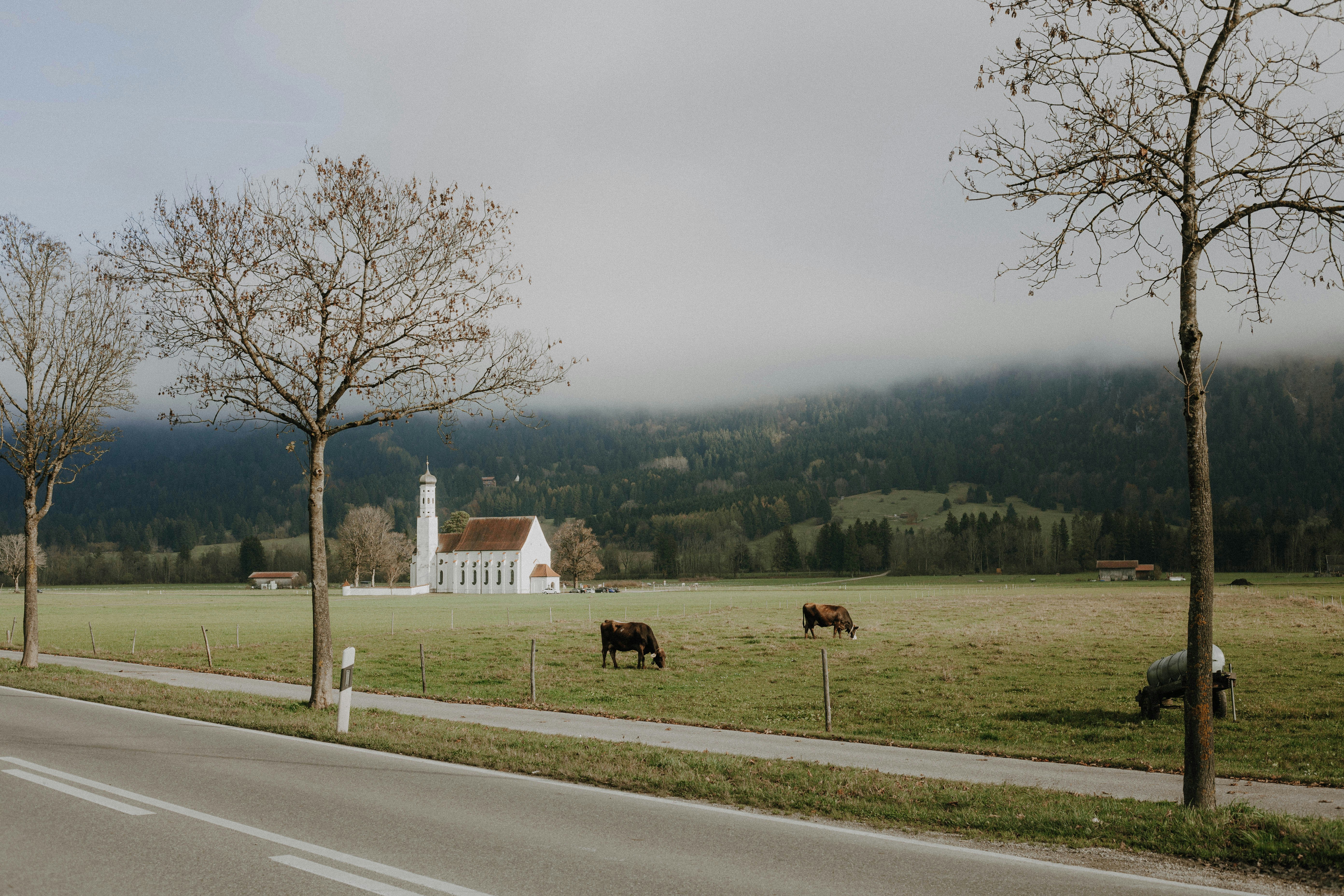 Pasture Silence: Cows amble as a white chapel watches over the meadow