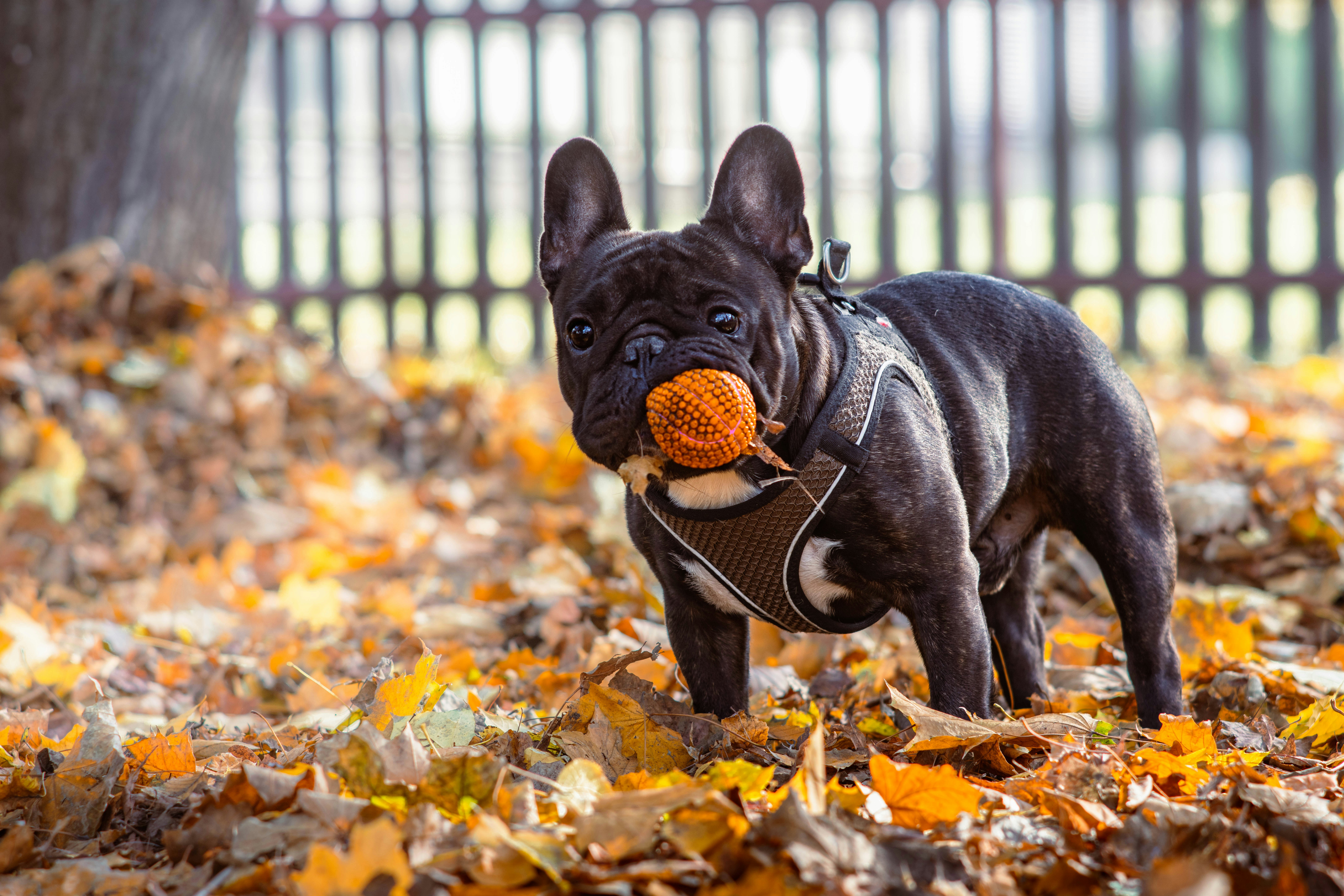 Leaf-Lit Whimsy: A French Bulldog and Its Orange Ball in Autumn Leaves