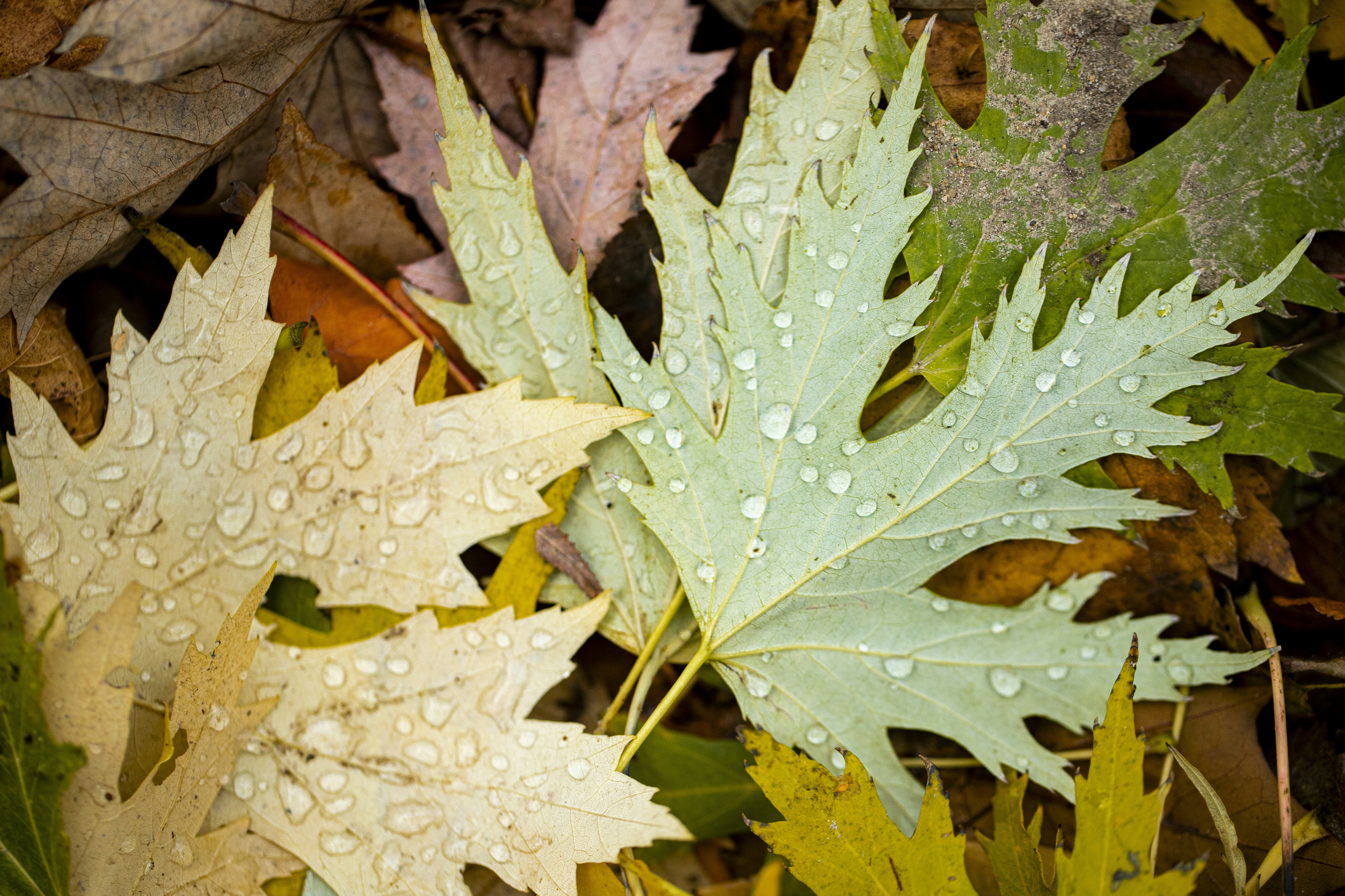 Dew-Kissed Maple Leaf in a Quiet Autumn Mosaic