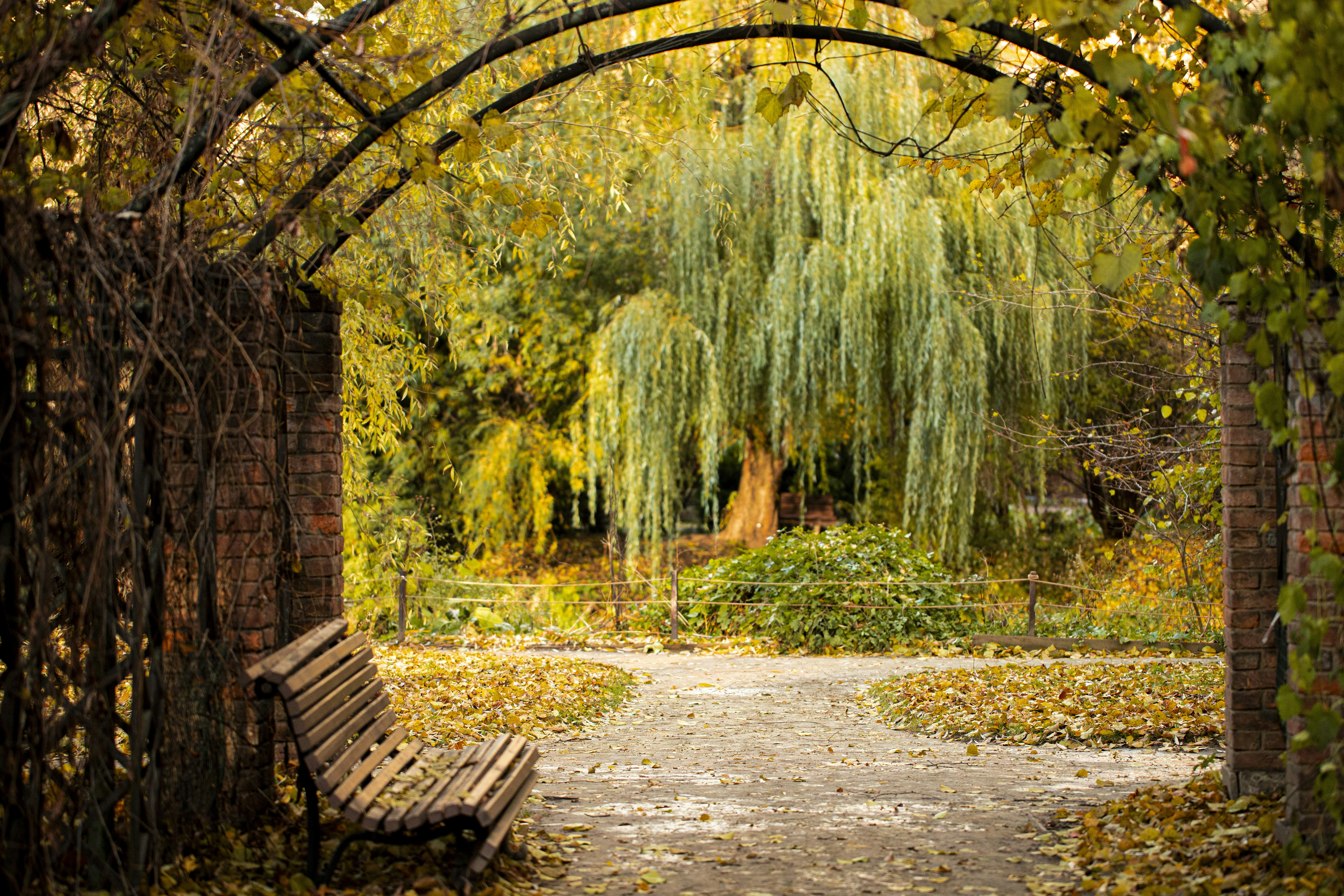 Willow-lit Path: A Quiet Autumn Walk Through the Park