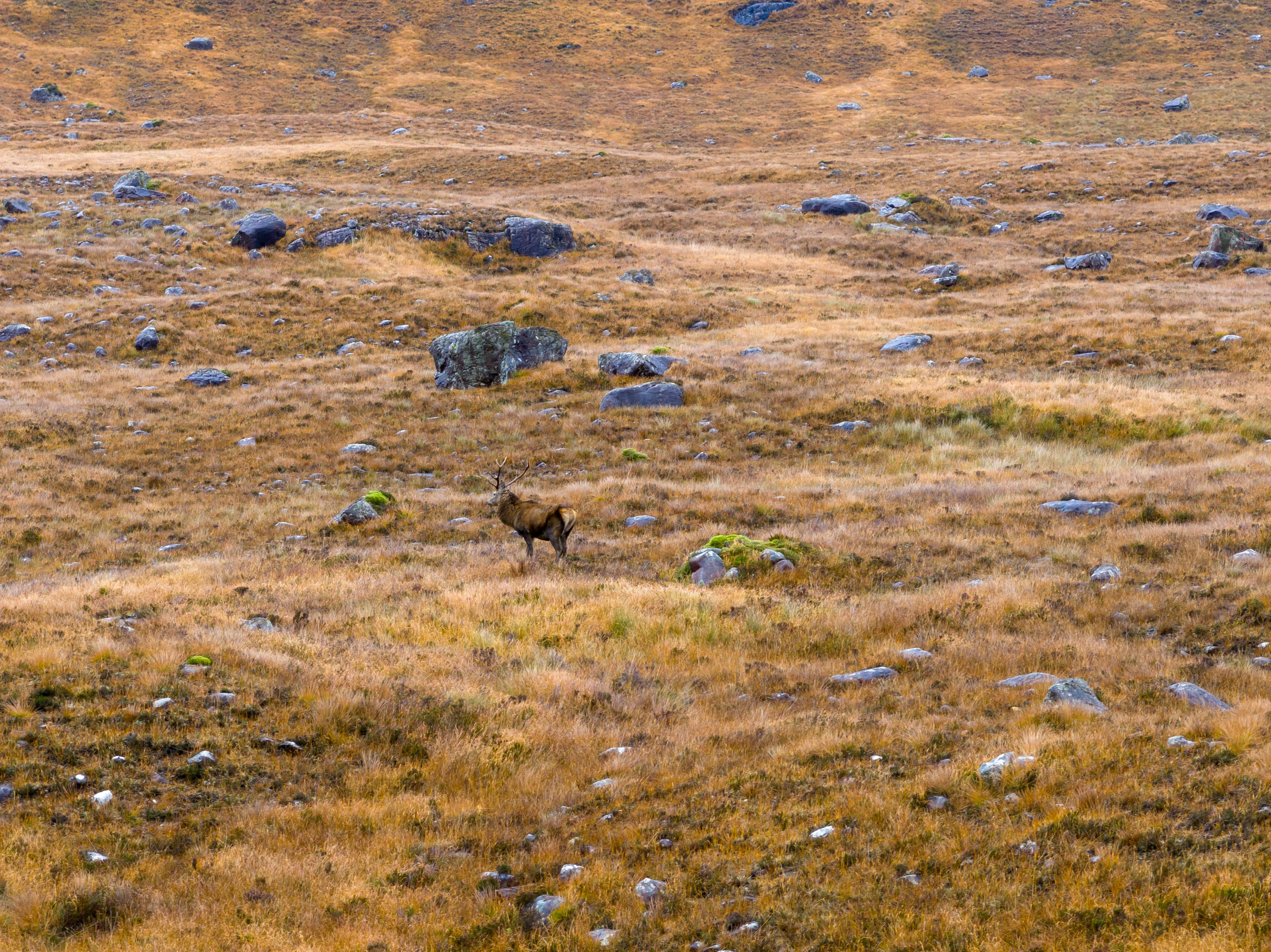 A photograph of a lone deer standing on a sunlit alpine meadow dotted with rocks.