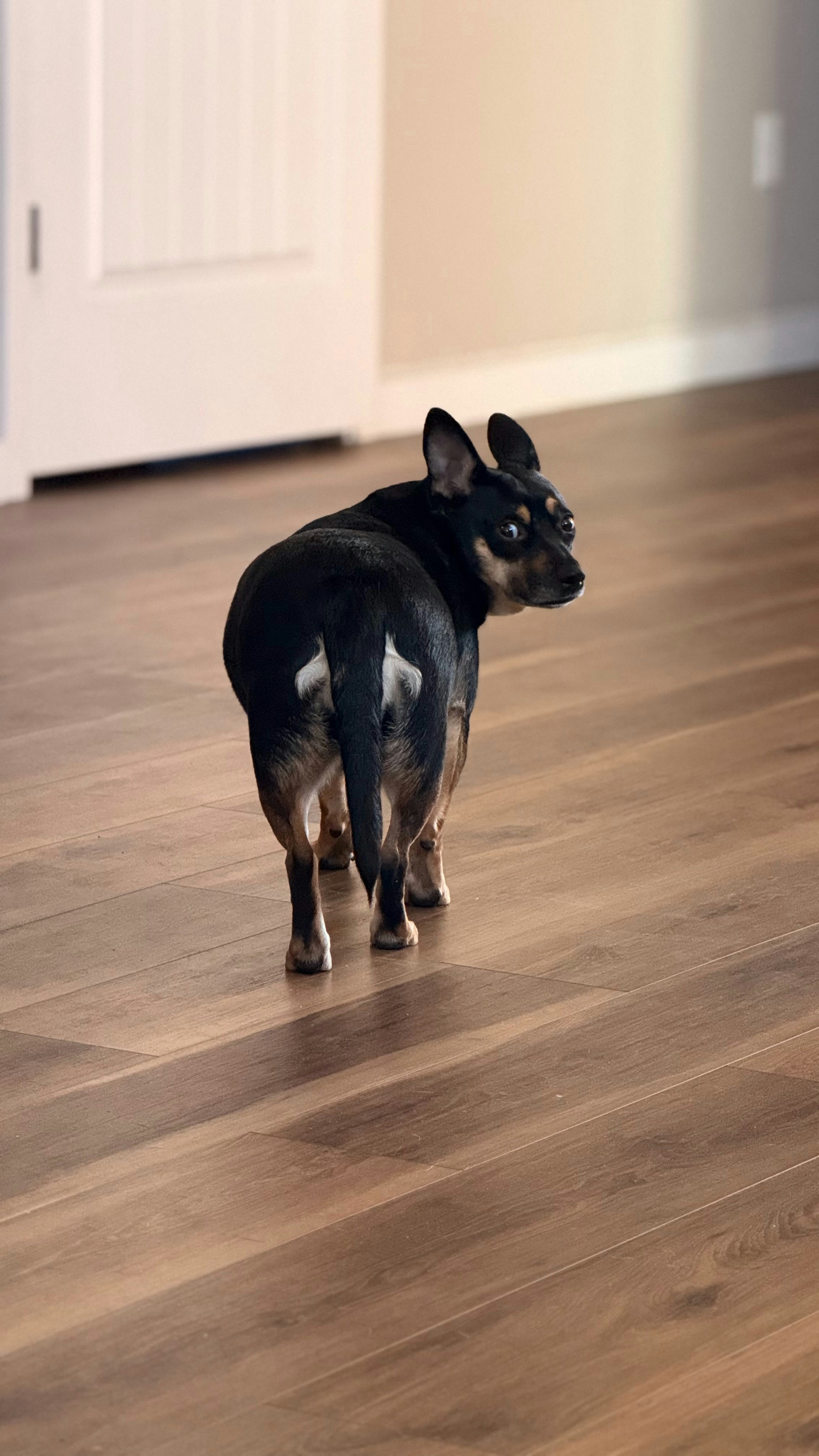 A small black and white dog standing on a hard wood floor