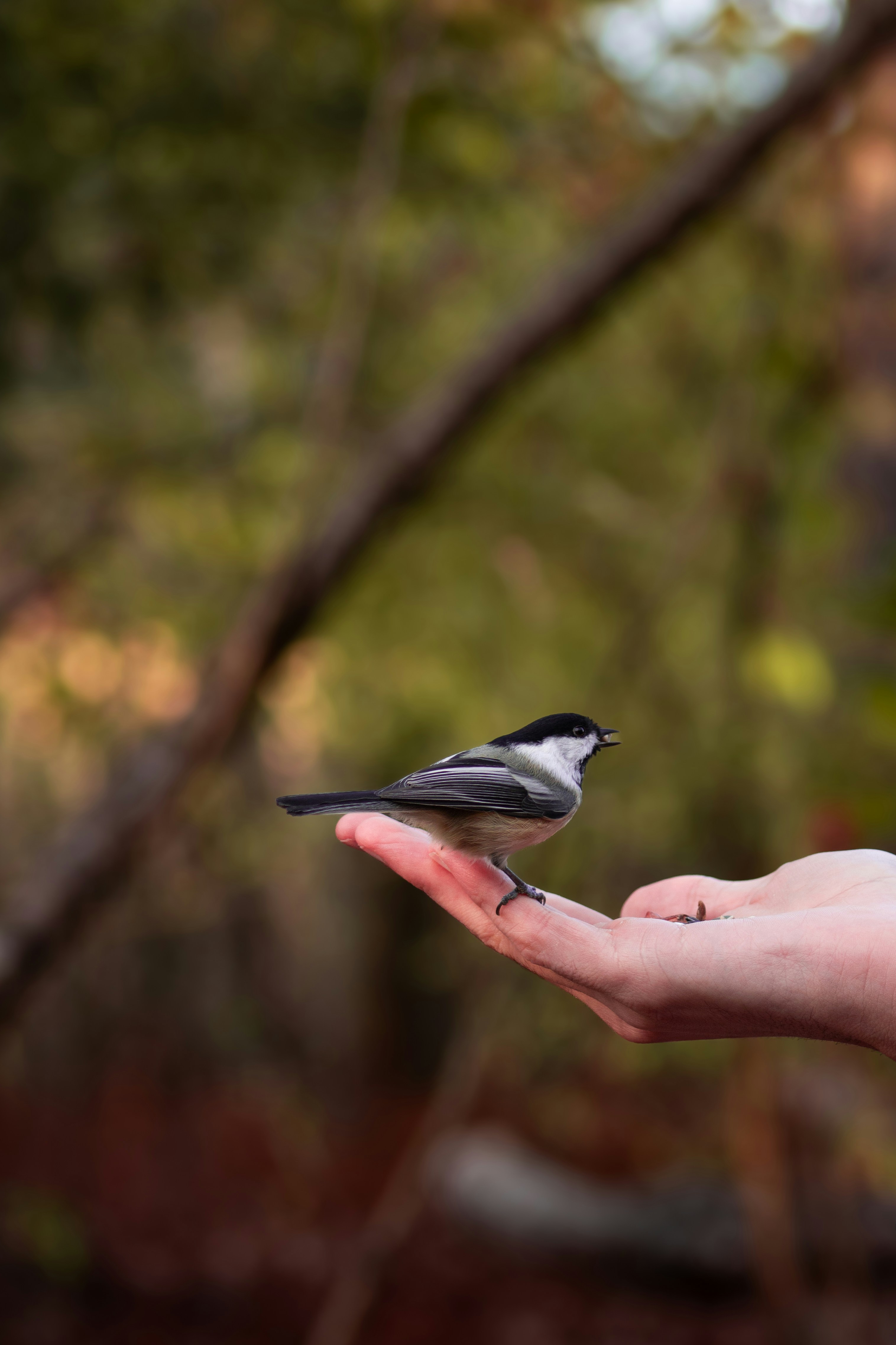 Tiny Chickadee on a Palm: a Quiet Forest Exchange