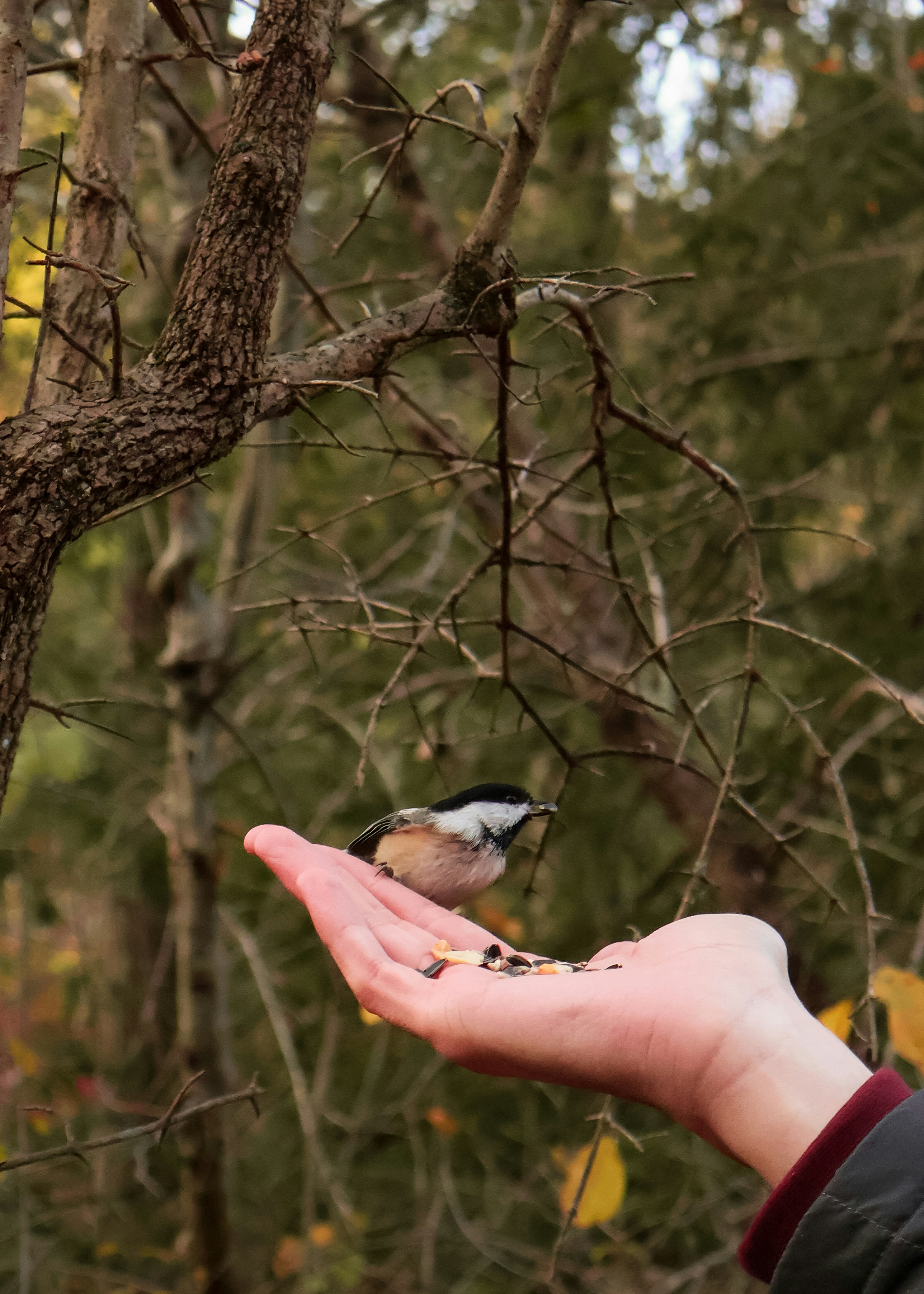 Tiny Chickadee, Big Trust: Seeds on a Forest Hand