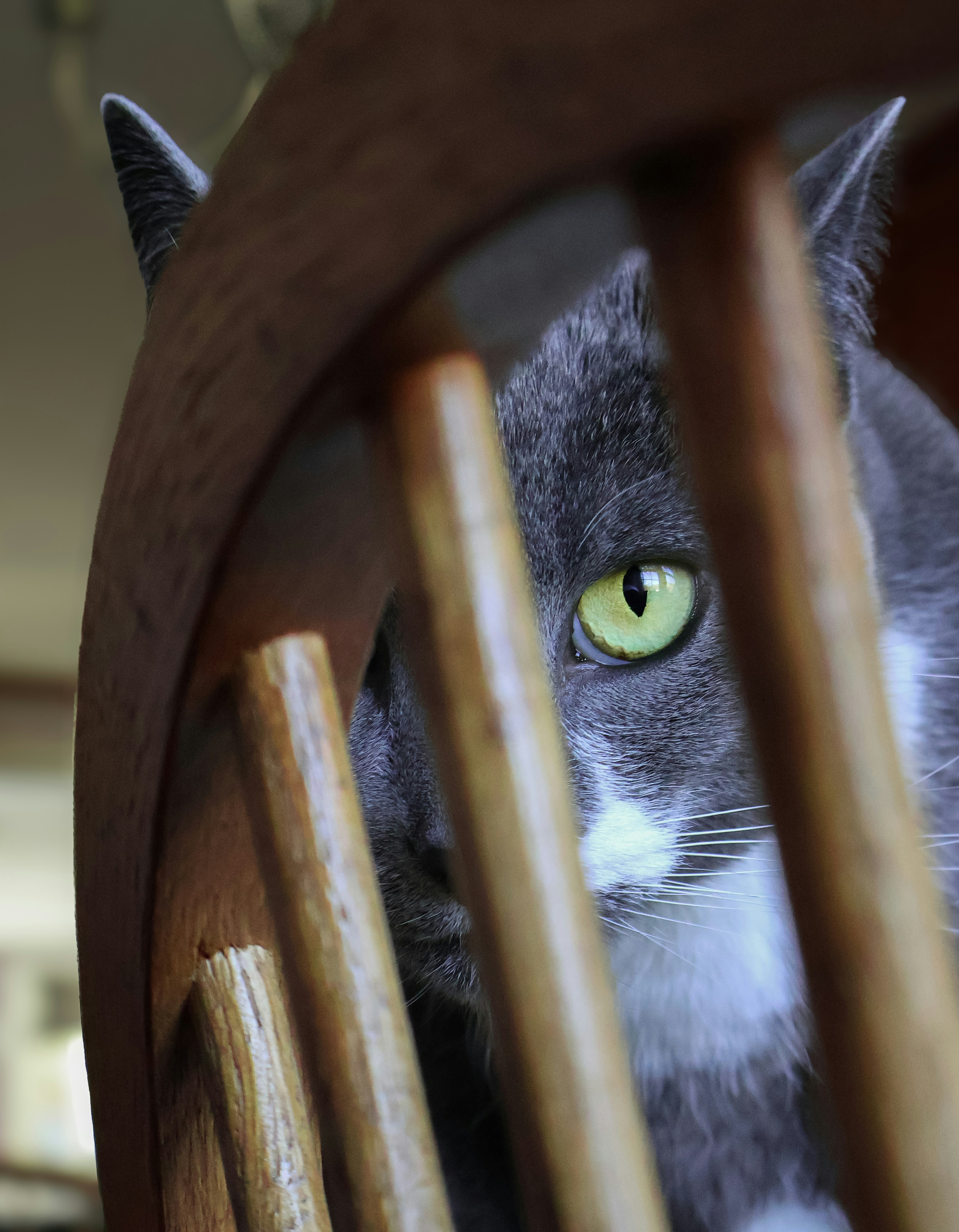 Emerald Gaze Through Wooden Bars