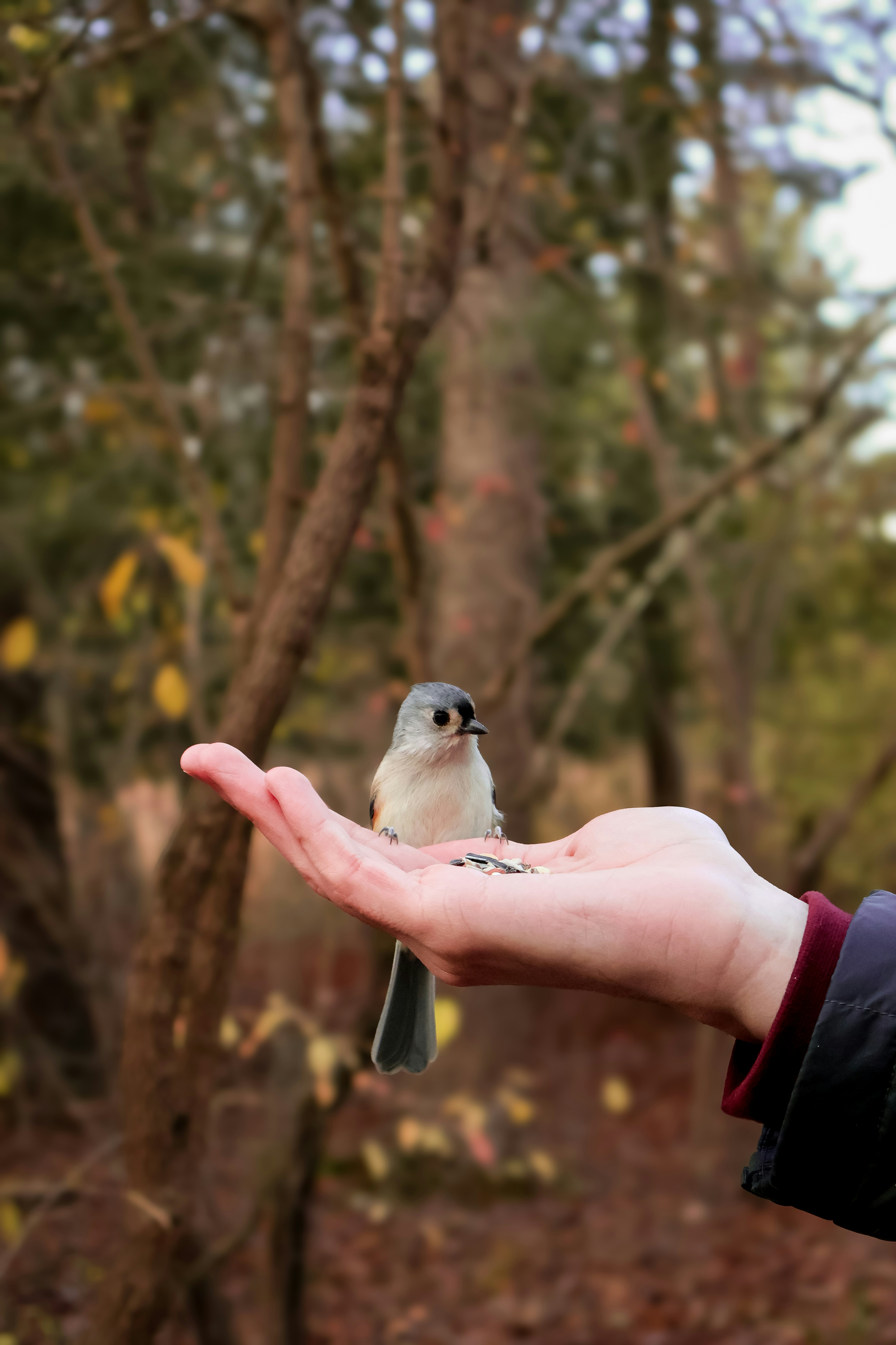 Bird on a Palm: A Gentle Finch in Autumn Light