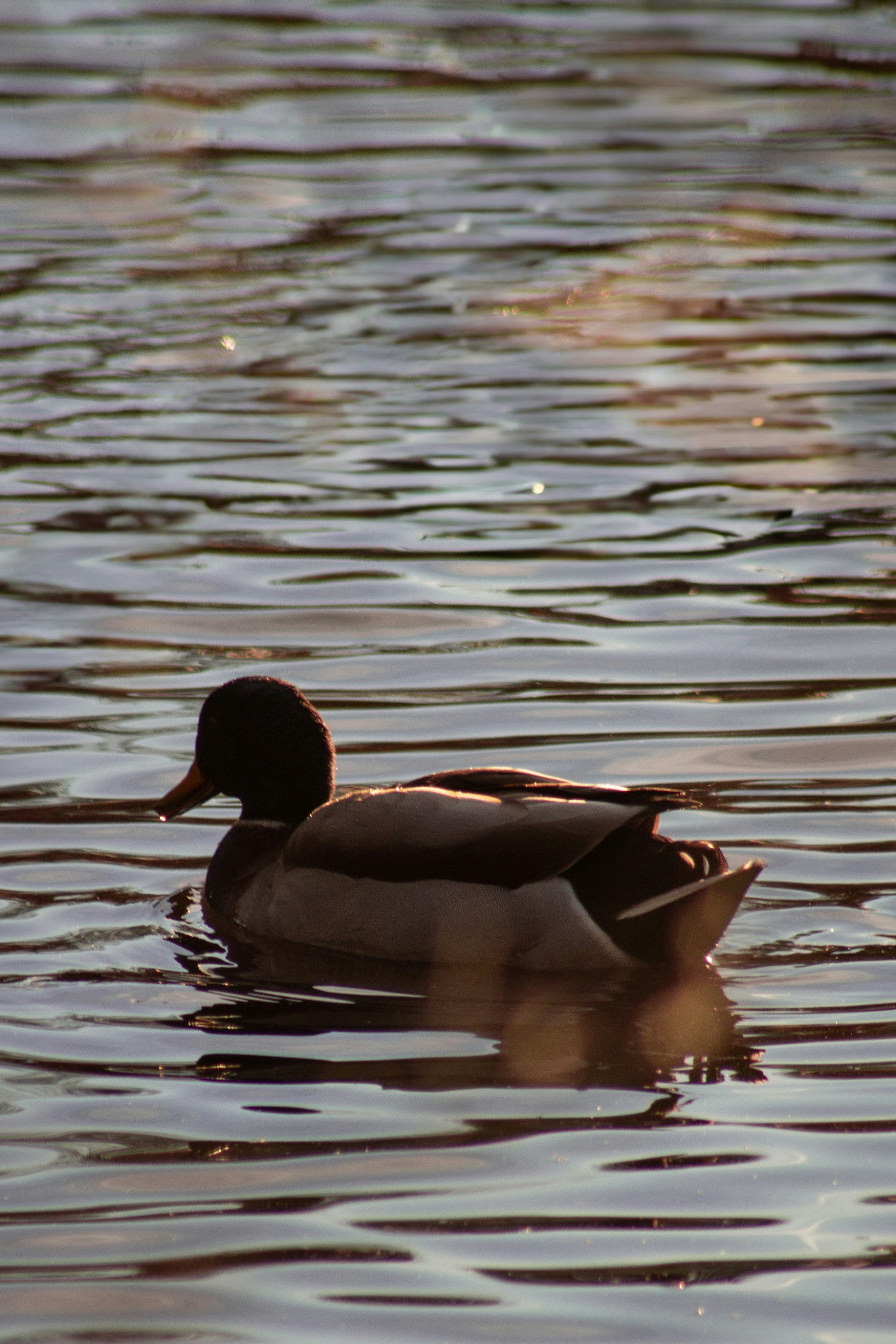 A duck floating on top of a body of water photo – Free Ipswich river ...