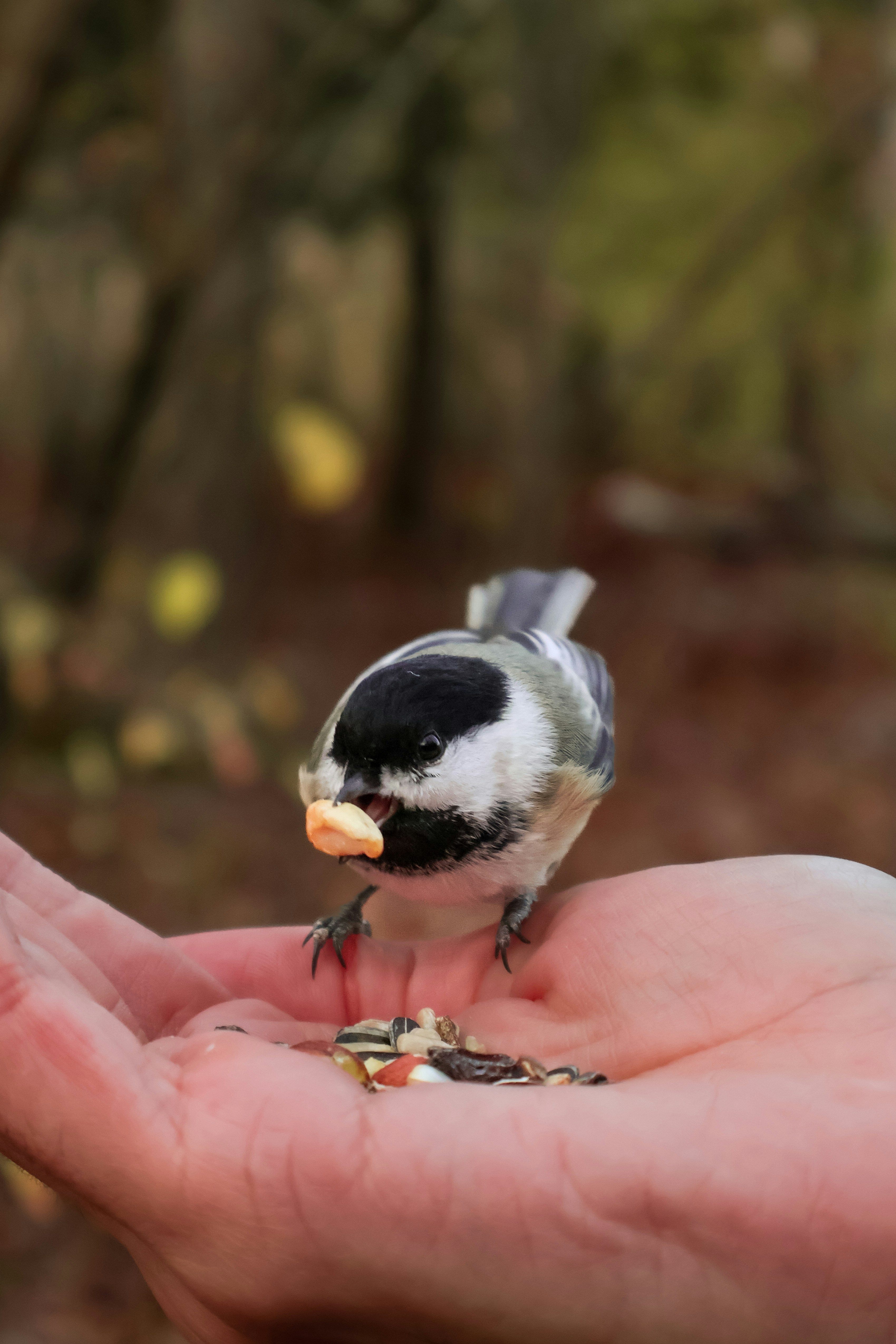 Handful of Autumn: A Chickadee Delivers a Snack