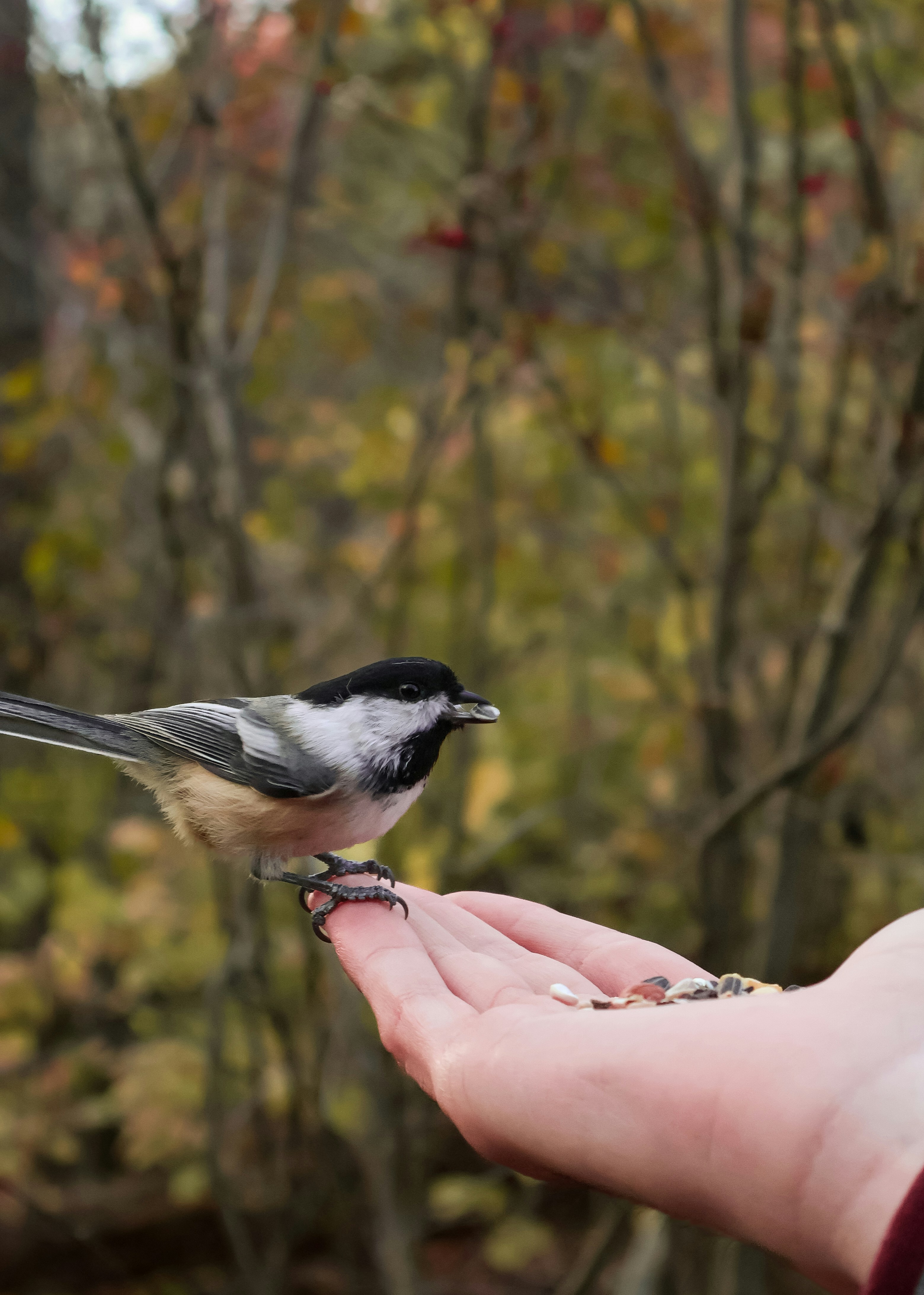 A person holding a bird in their hand photo – Free Forest Image on Unsplash