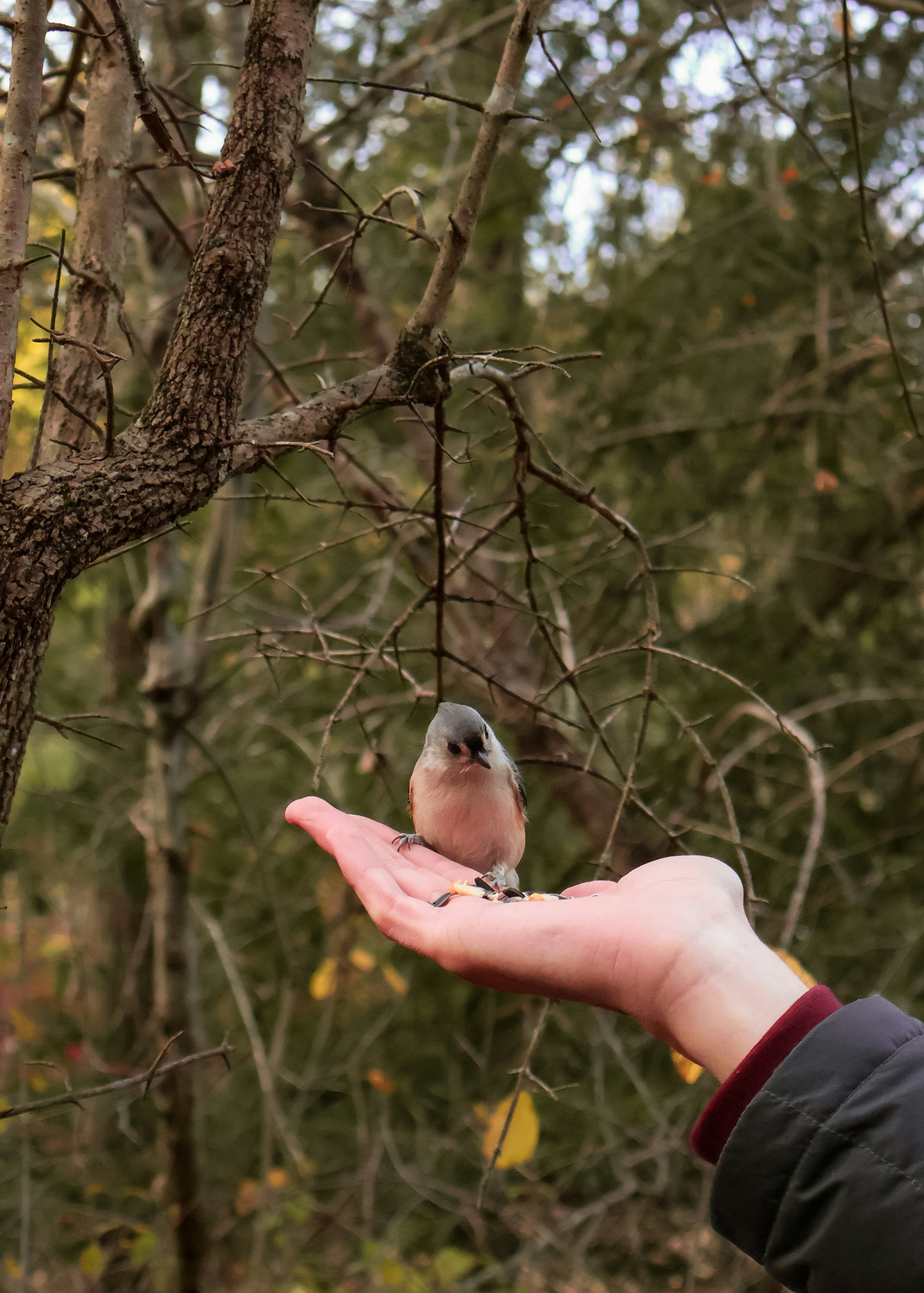 A small bird perched on top of a persons hand photo – Free Ipswich ...