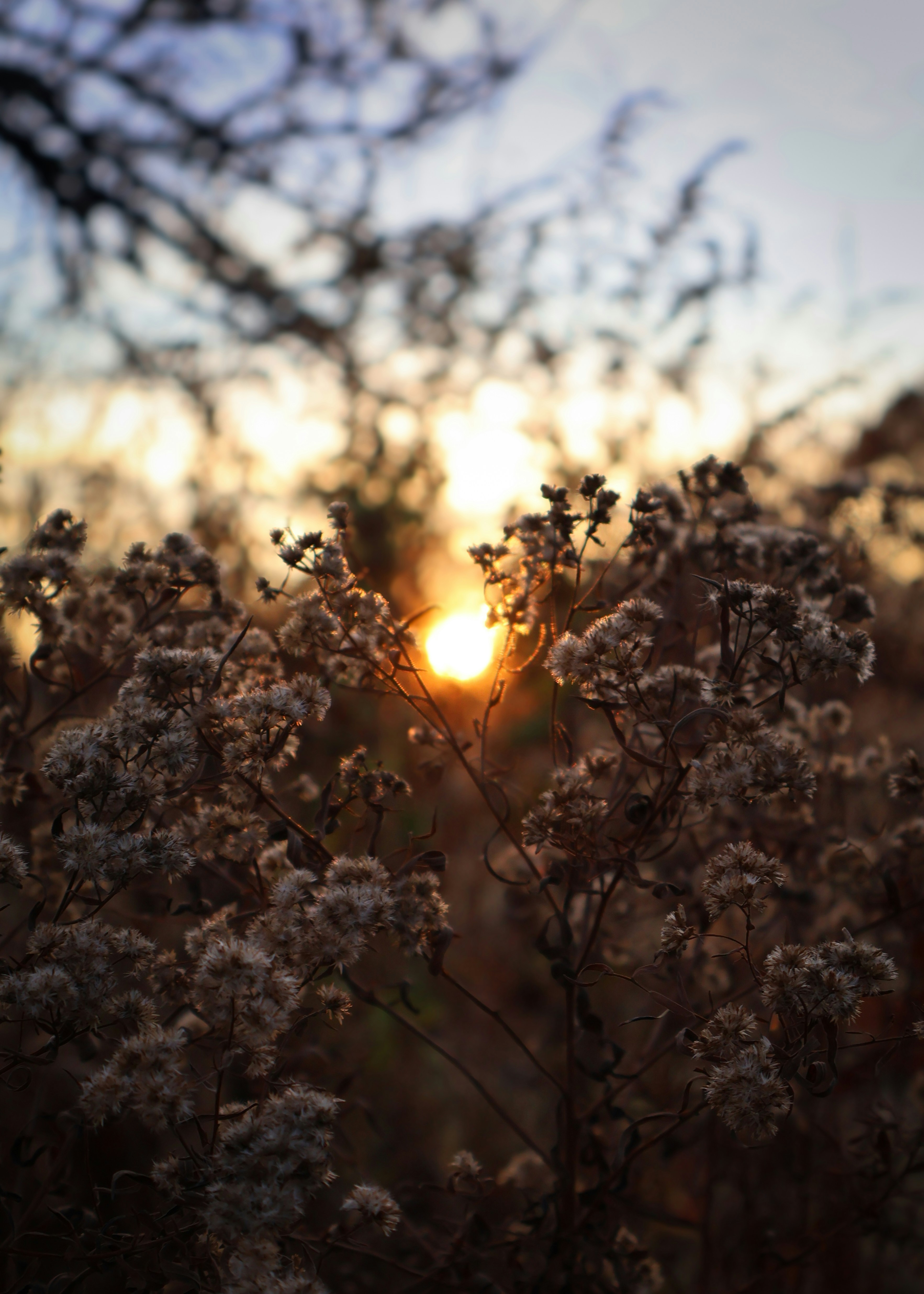 Sun-Kissed Seed Heads Framing the Dusk in a Quiet Meadow