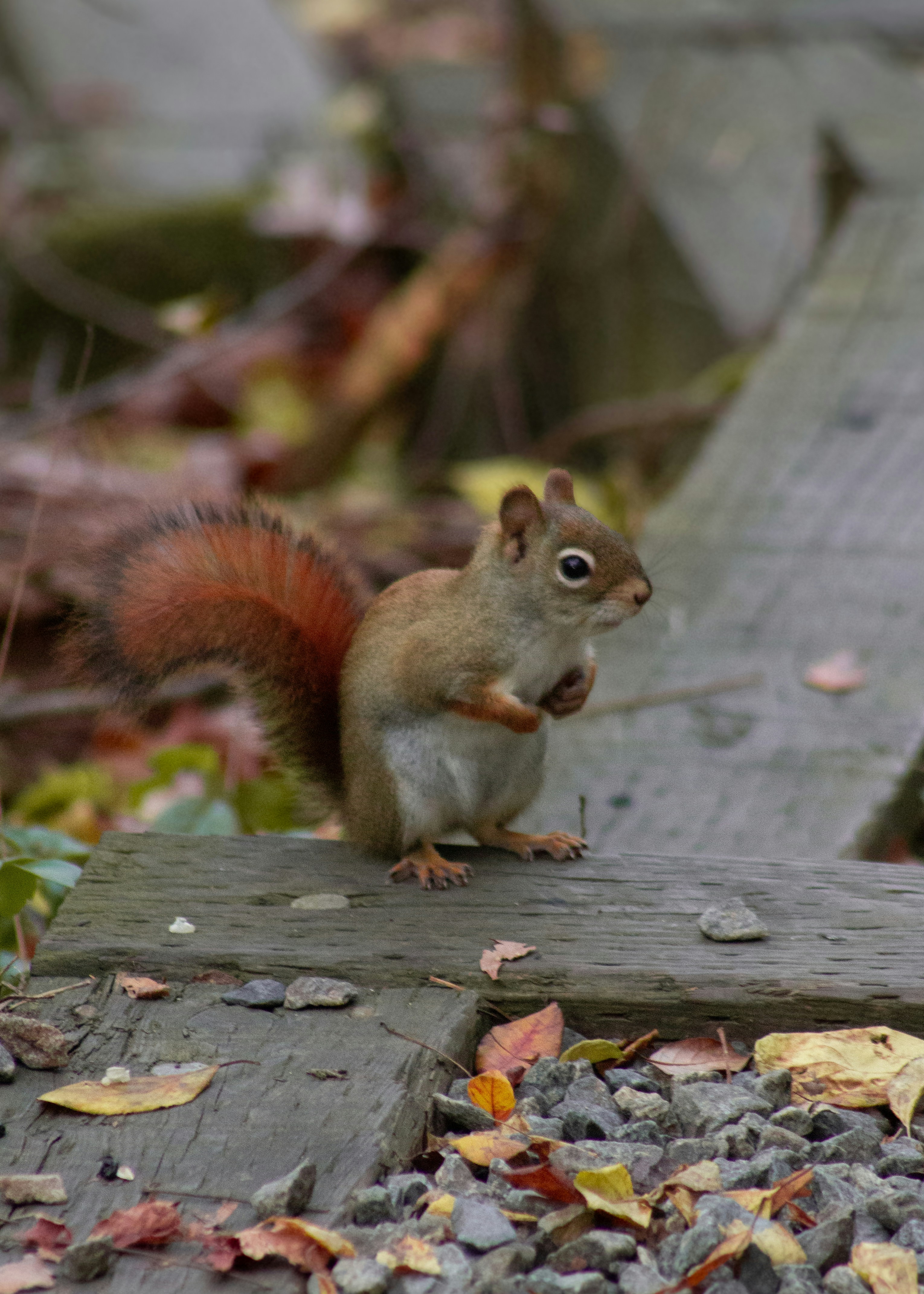 Curious Squirrel on a Weathered Boardwalk in Autumn Light