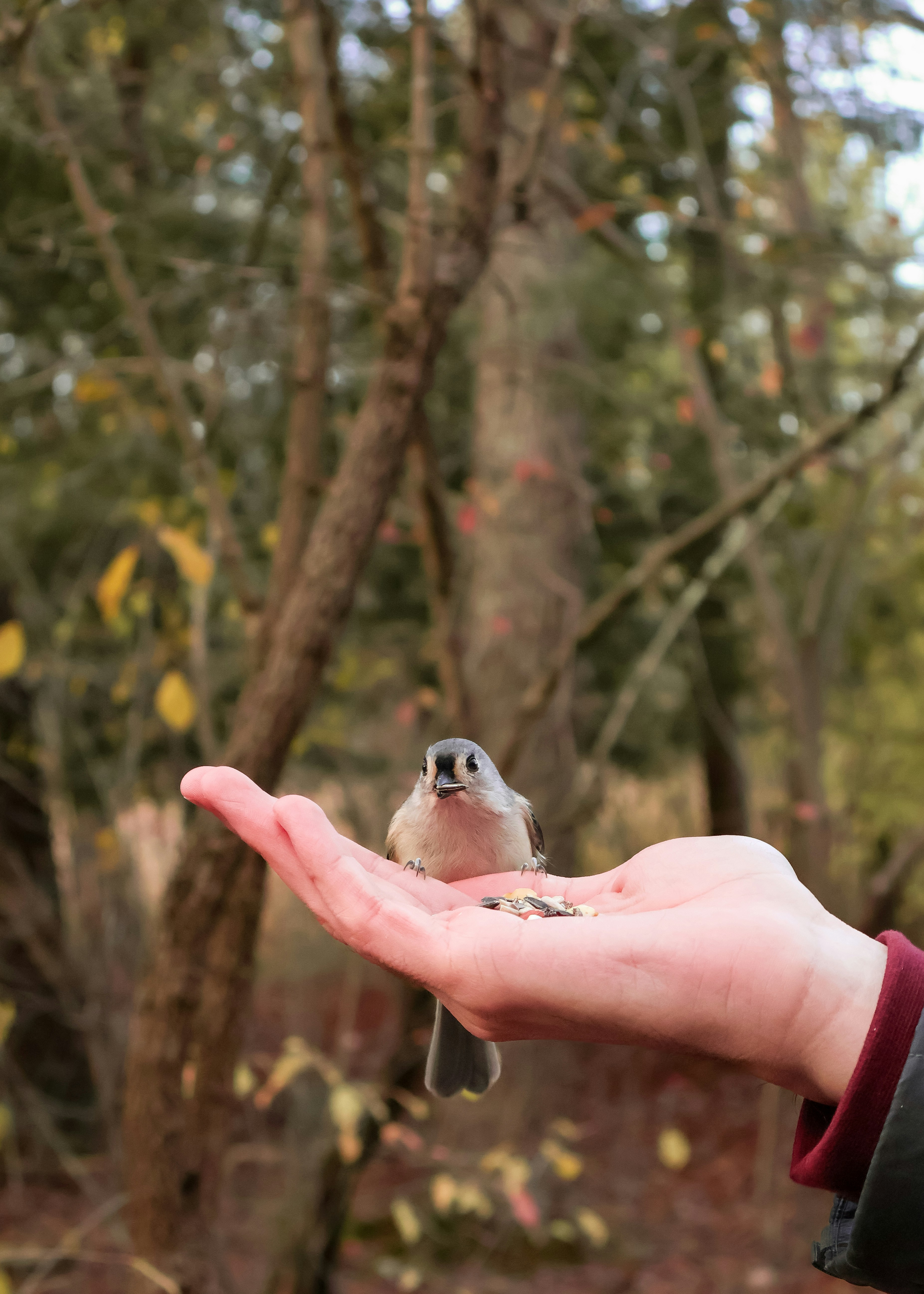 A Tiny Sparrow Perches on a Hand Amid Autumn Woods