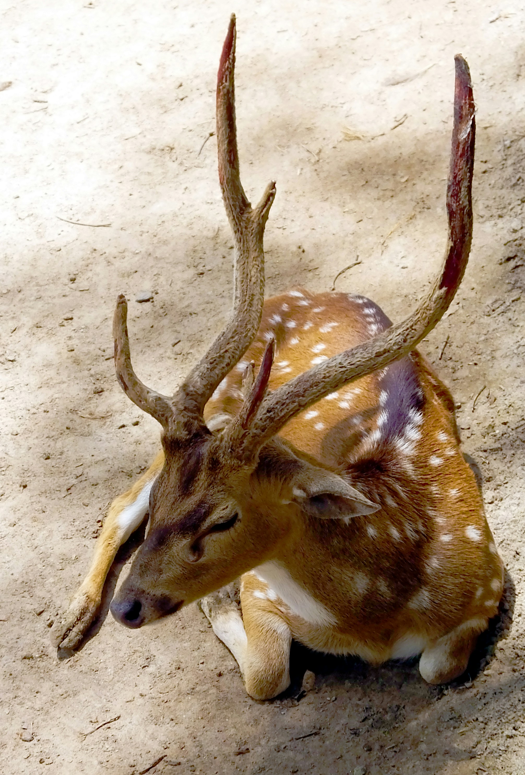 A spotted fallow deer lies on sandy ground, its large antlers sweeping upward. The scene conveys quiet natural stillness and the animal's calm repose.