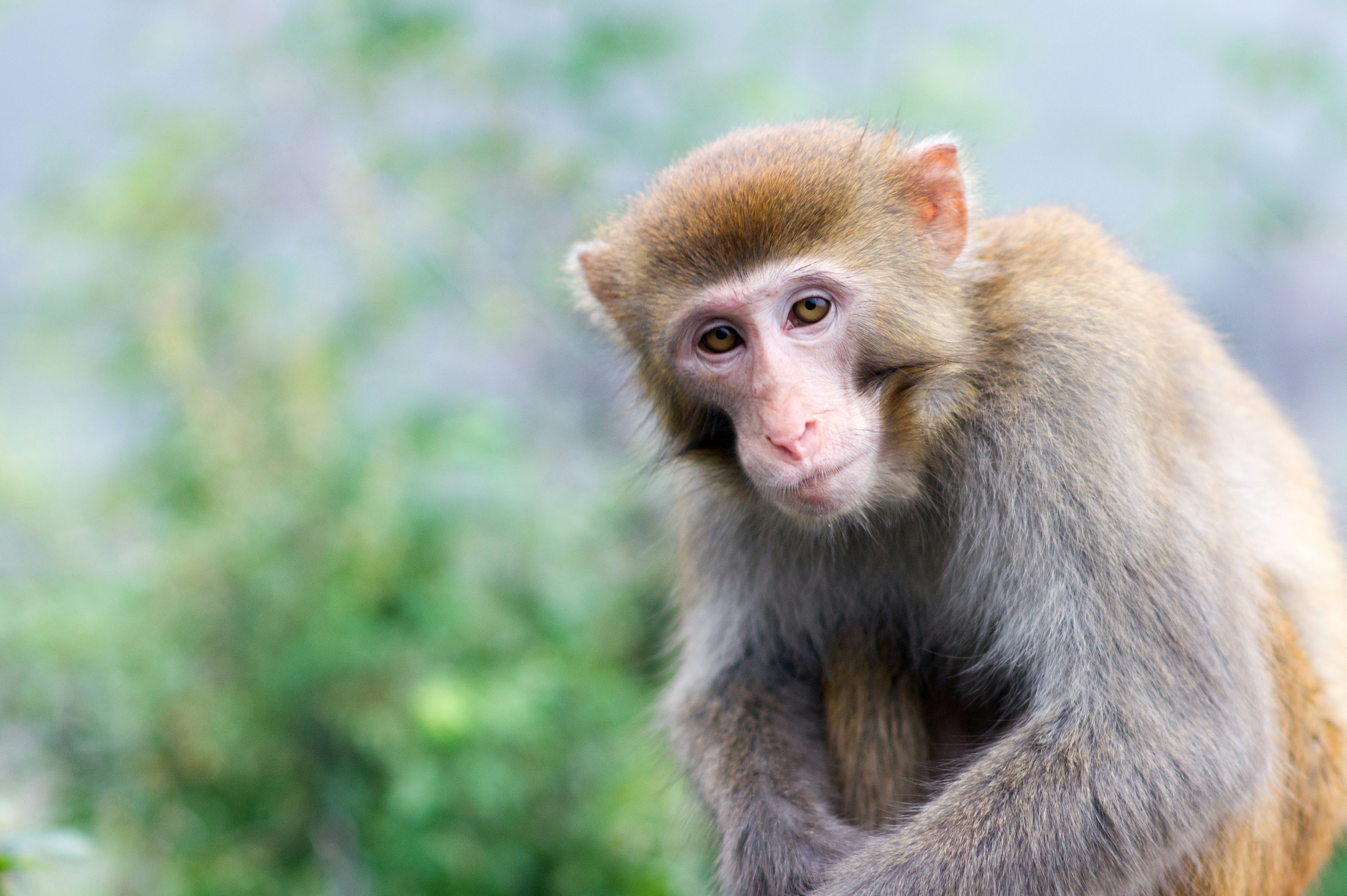 Monkey sitting against a blurred green foliage background, looking towards the camera.