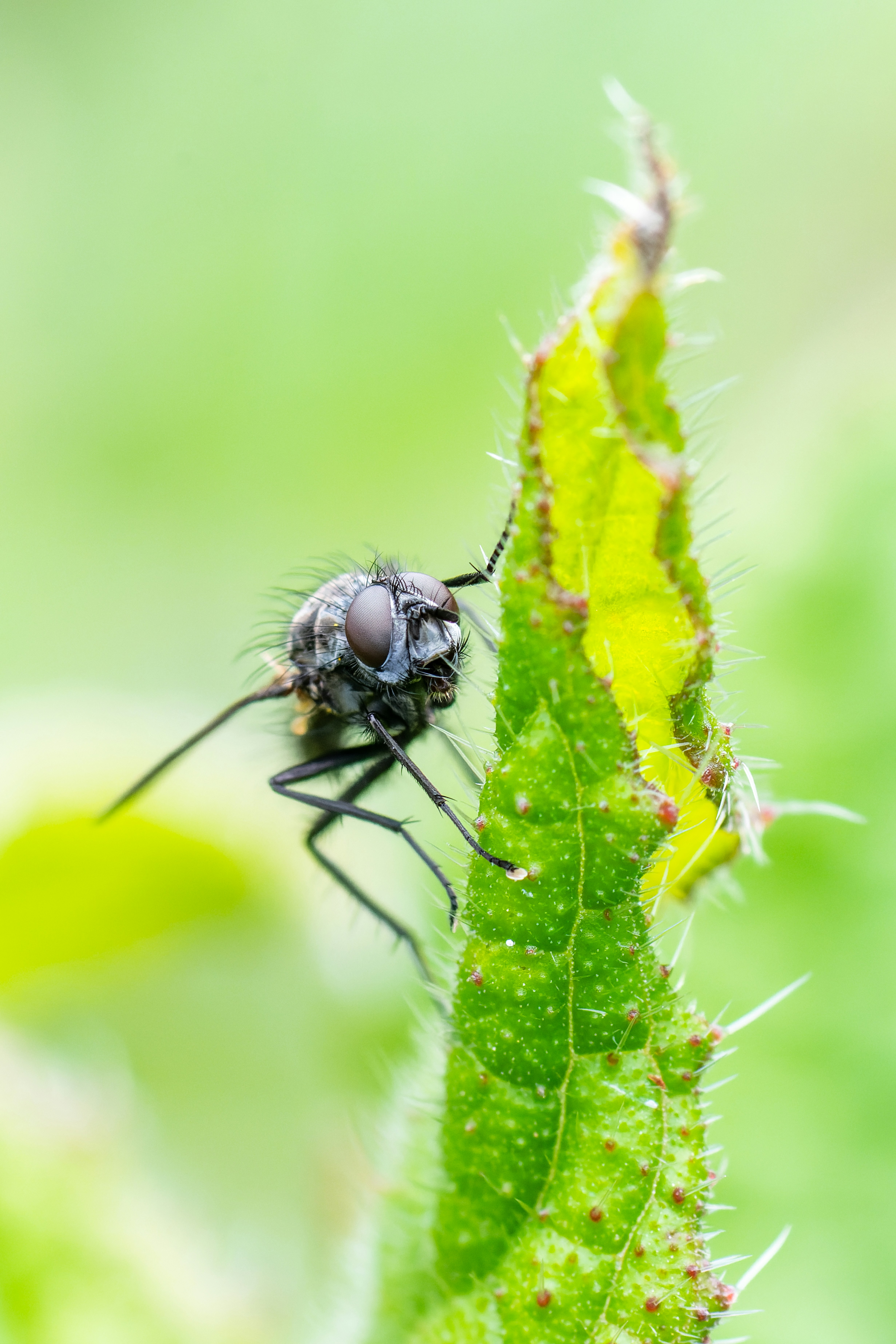 Nature's Tiny Observer: A Close Encounter with a Fly