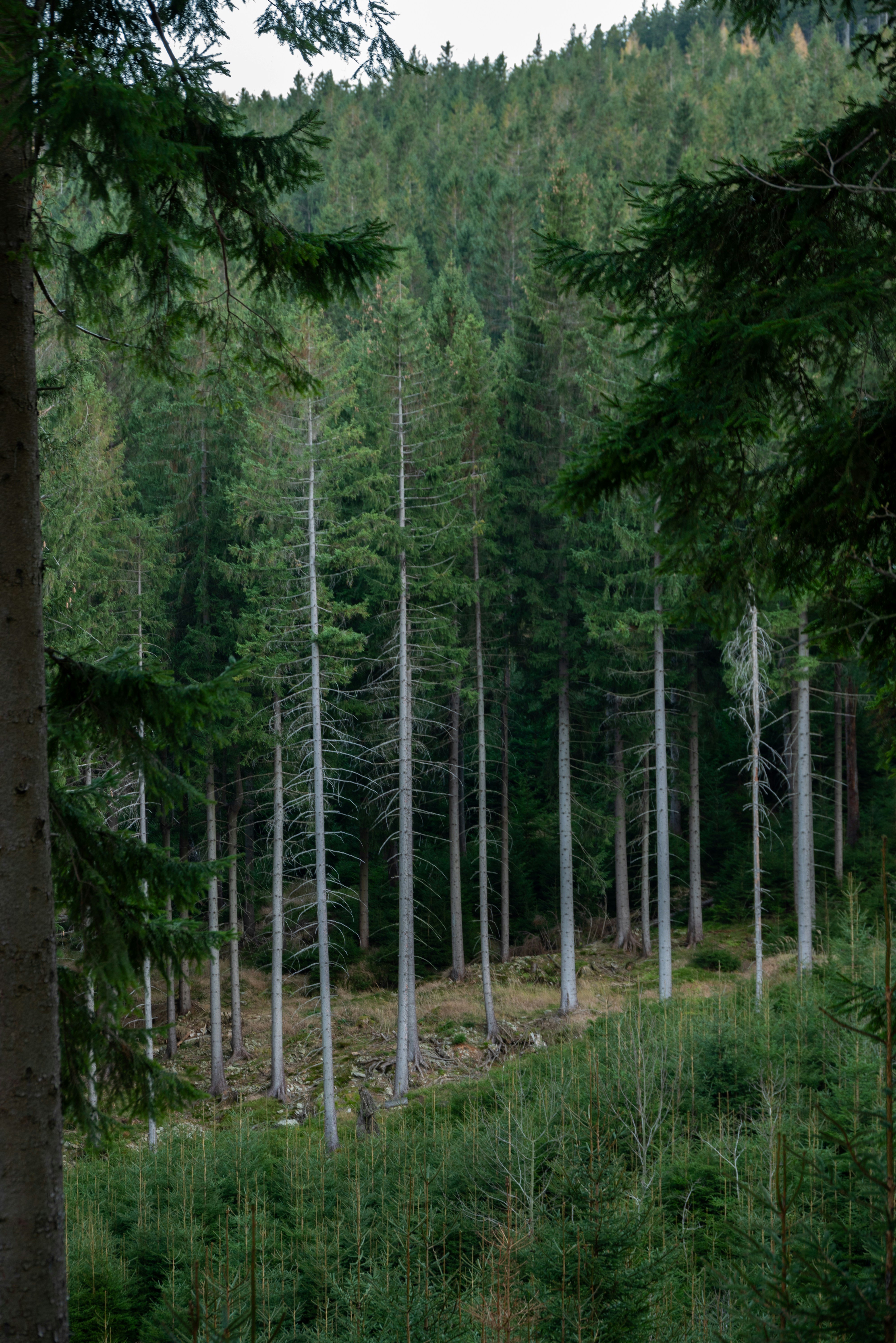 A forest filled with lots of tall trees photo – Free Góry izerskie ...