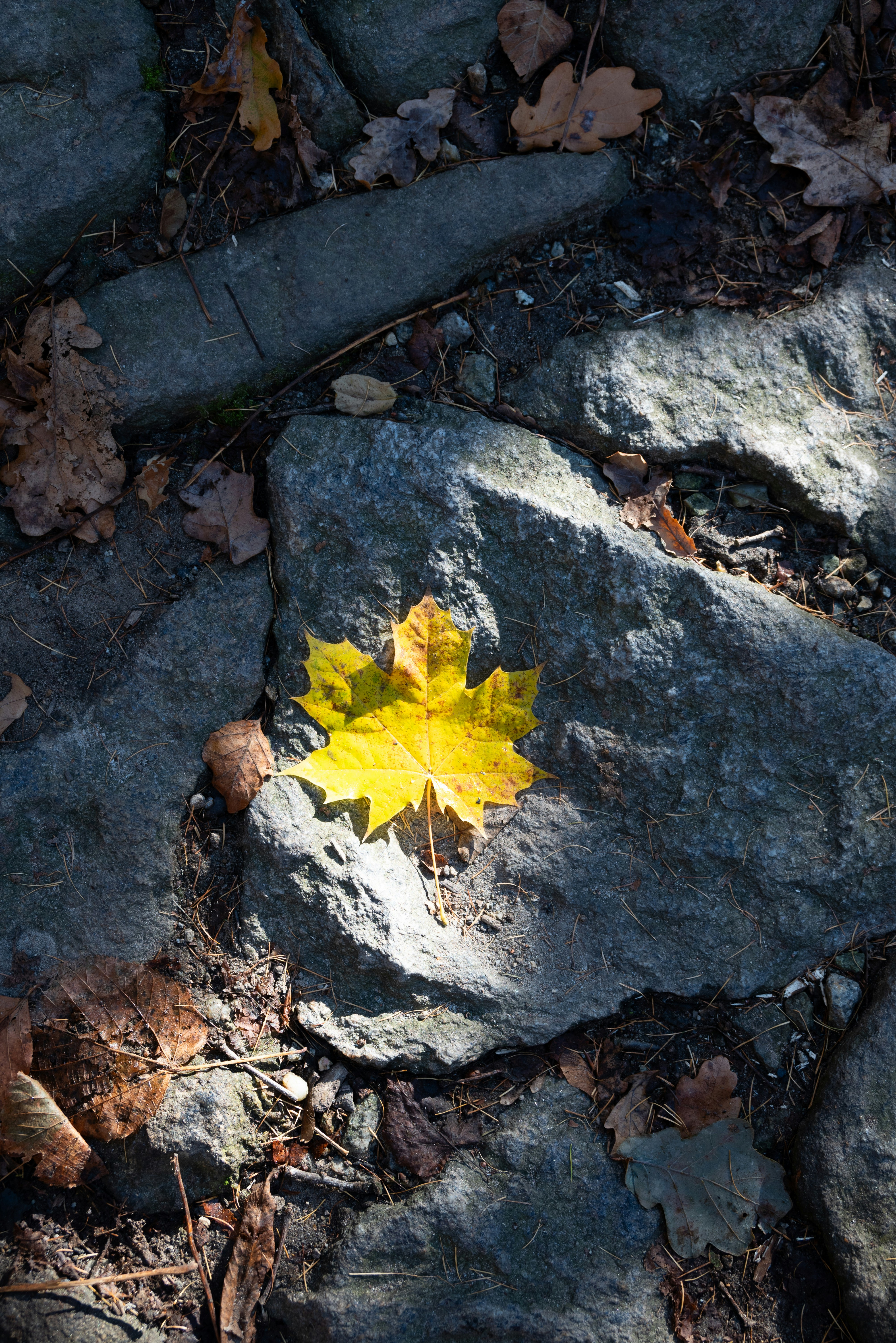 Amber Maple Leaf on Weathered Granite