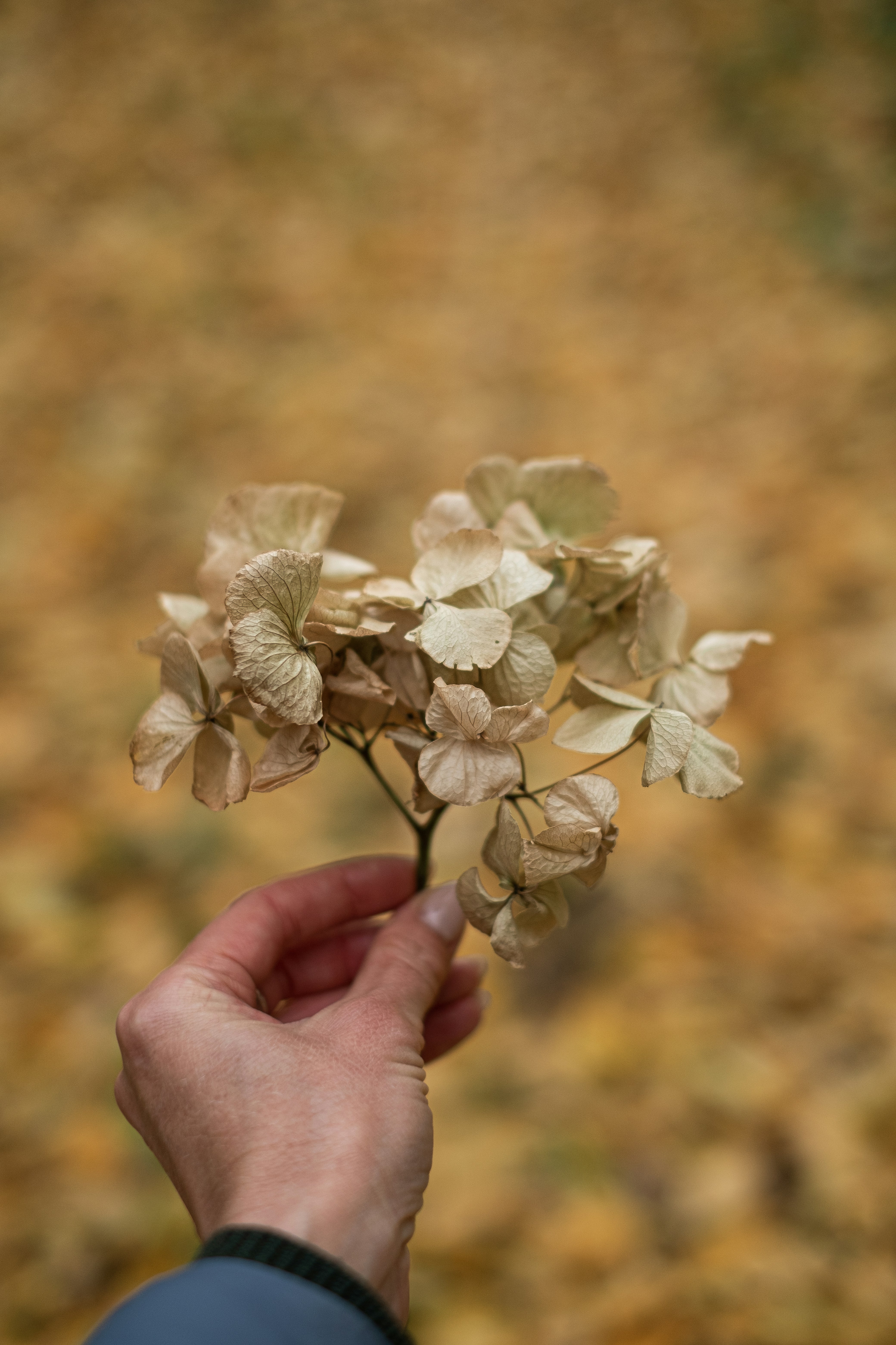 Hand holding a dried bouquet of hydrangea flowers against a blurred backdrop of fallen leaves. The muted colors evoke a sense of nostalgia.