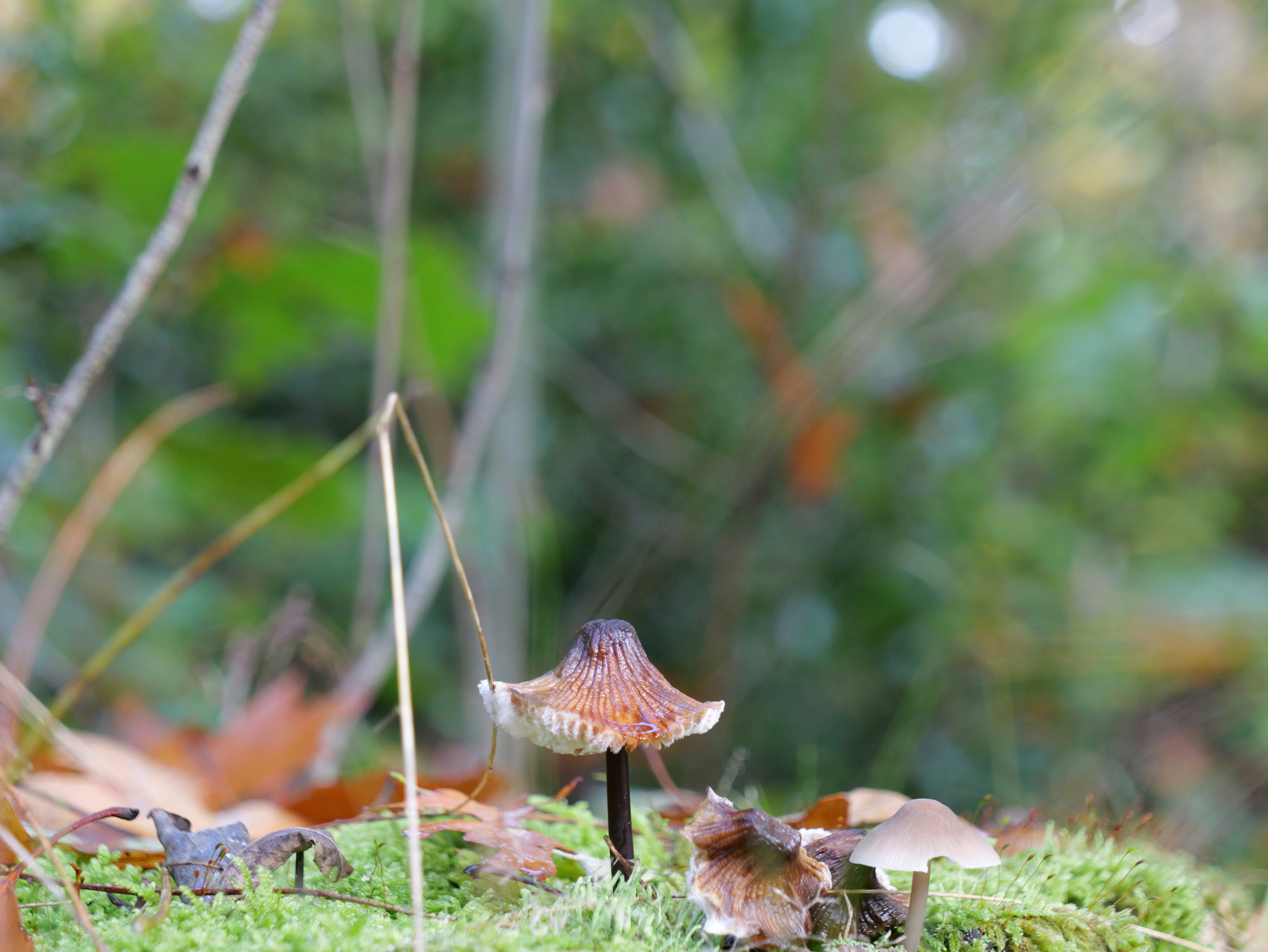 Cluster of mushrooms emerging from a lush green forest floor.