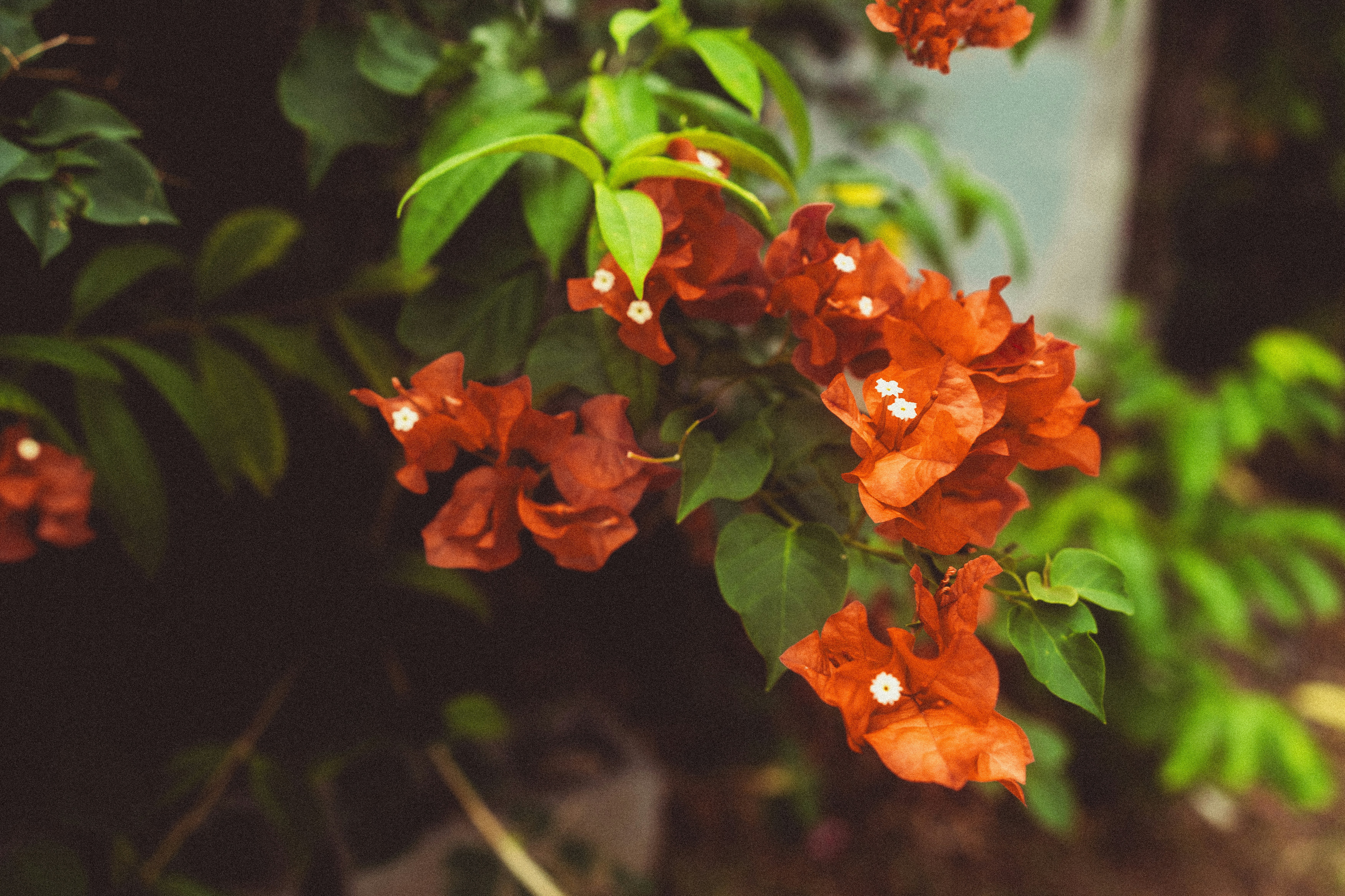 Photo by Joemi Brazier with Sony Alpha 7 IV