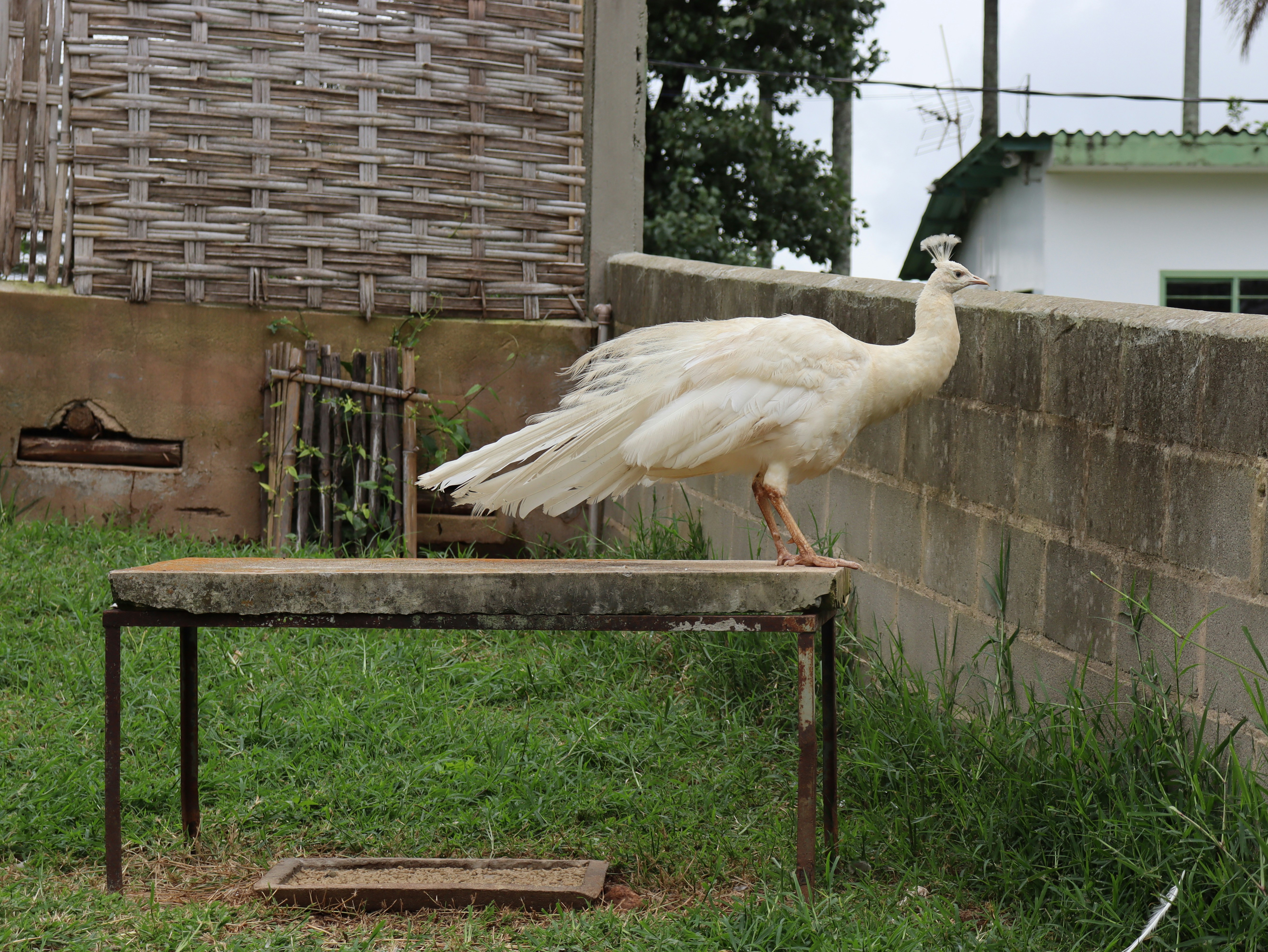 White Peacock on a Weathered Table: A Quiet Backyard Moment