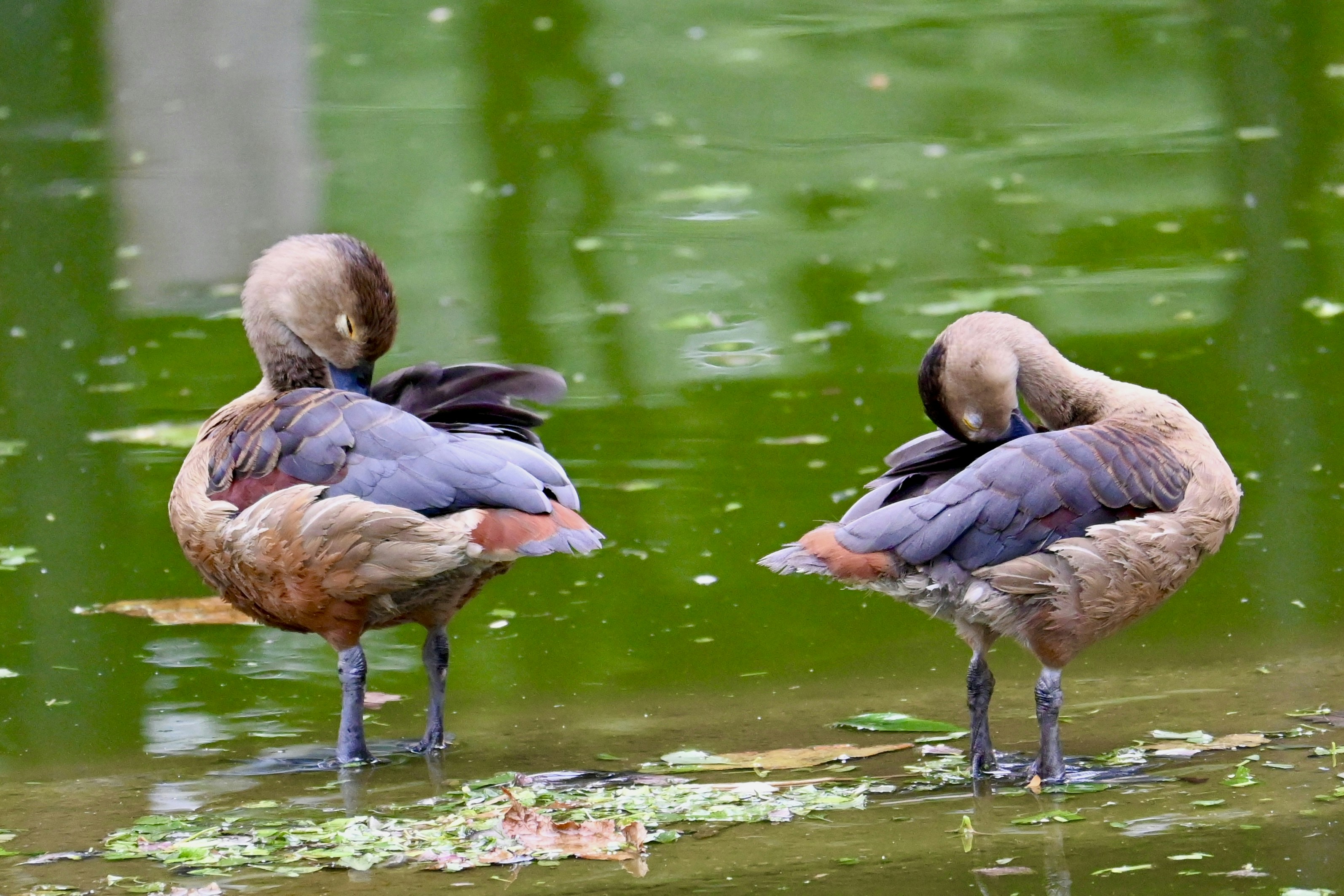 Preening Duo on a Quiet Green Pond