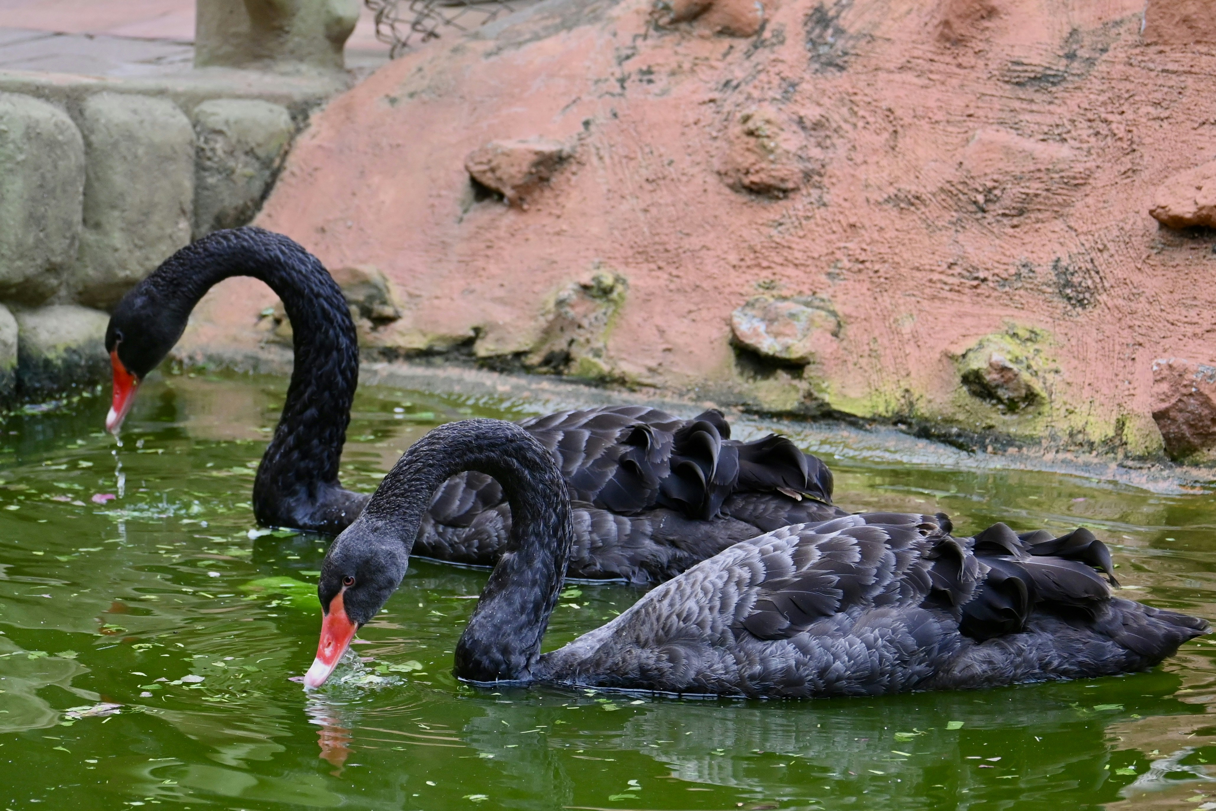 Twin Black Swans on a Lime Pond by a Rosy, Weathered Wall