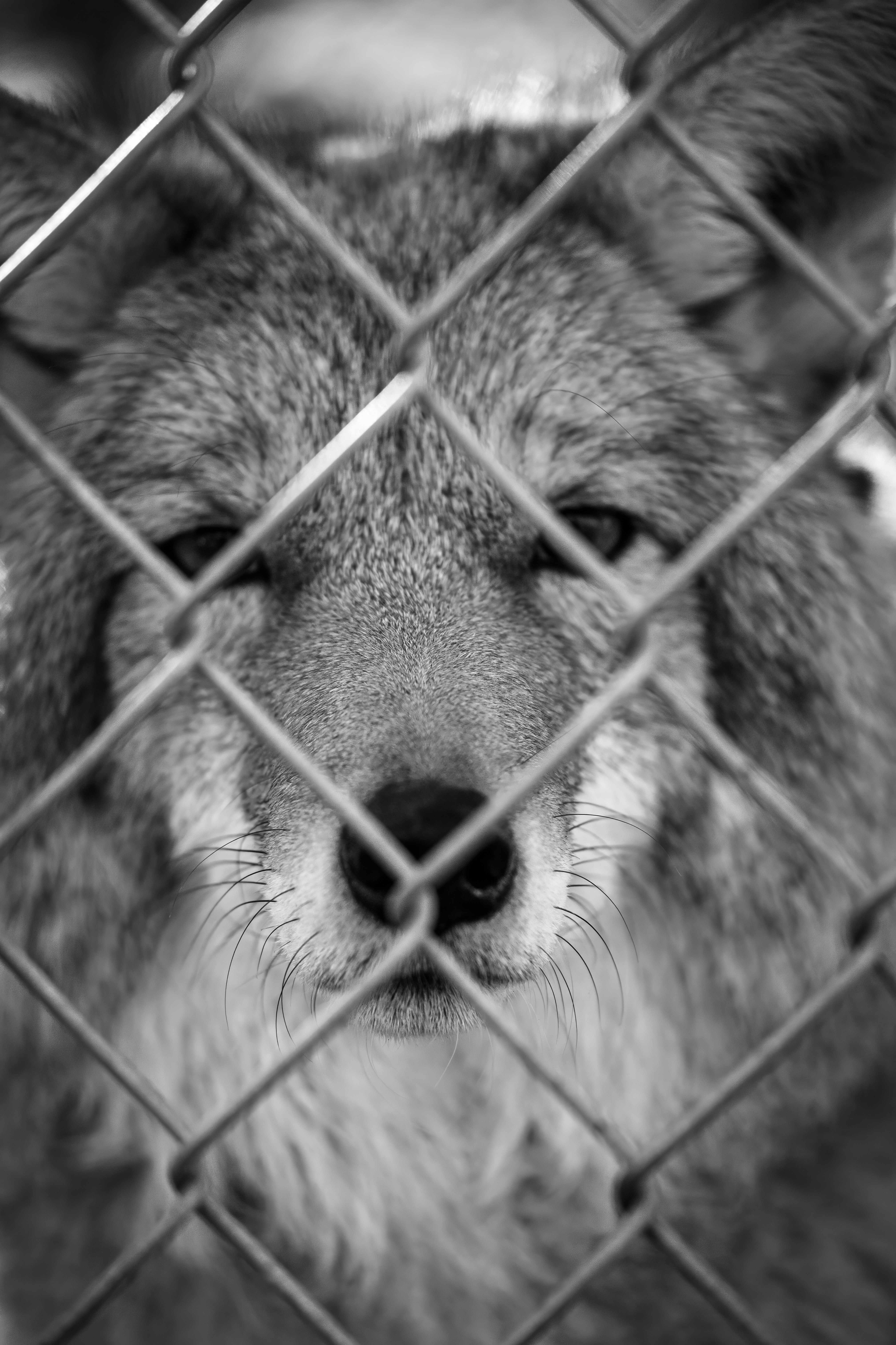 Gaze Through the Mesh: A Wolf's Quiet Vigil