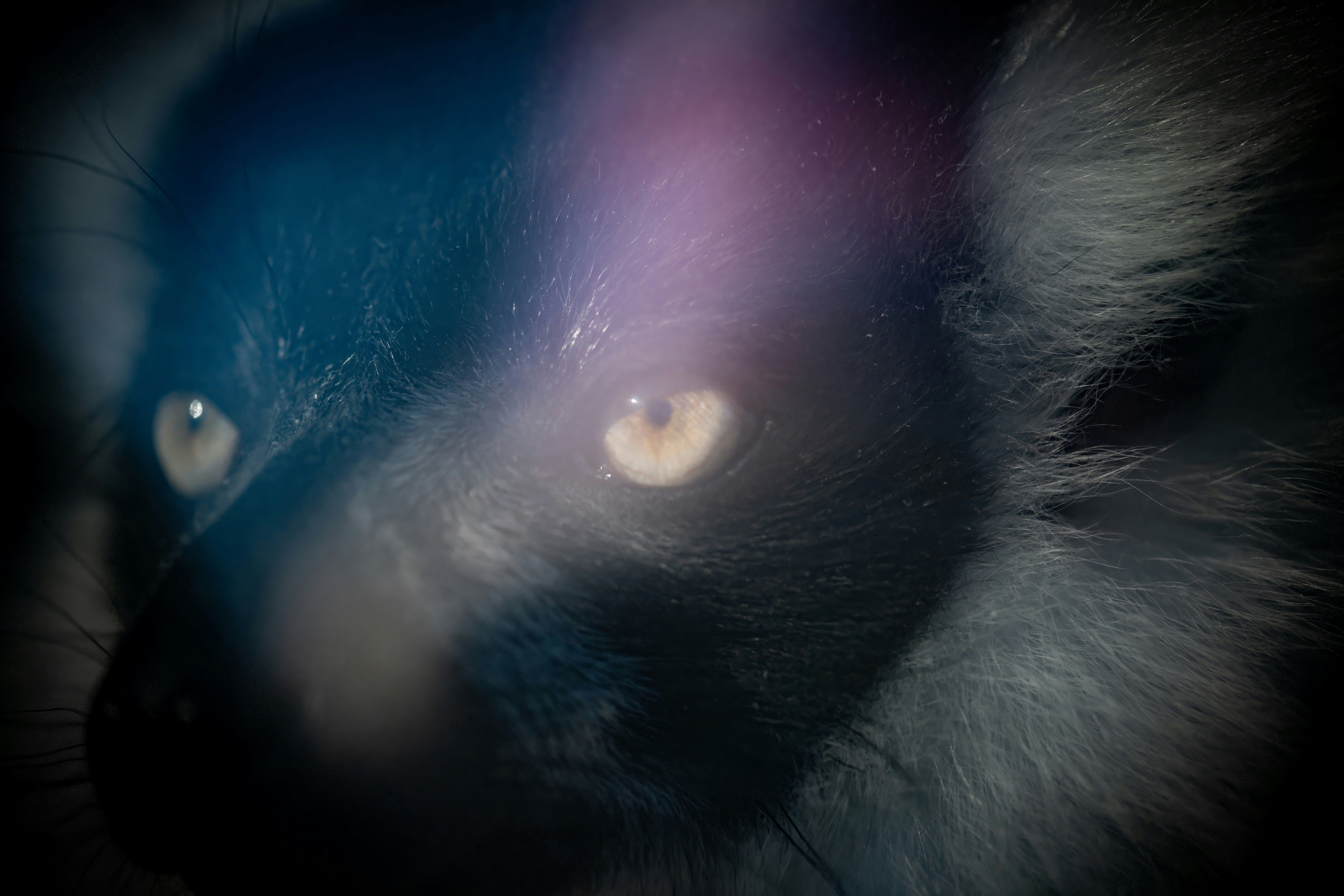 Gleam in Shadow: Close-Up of a Cat's Piercing Gaze