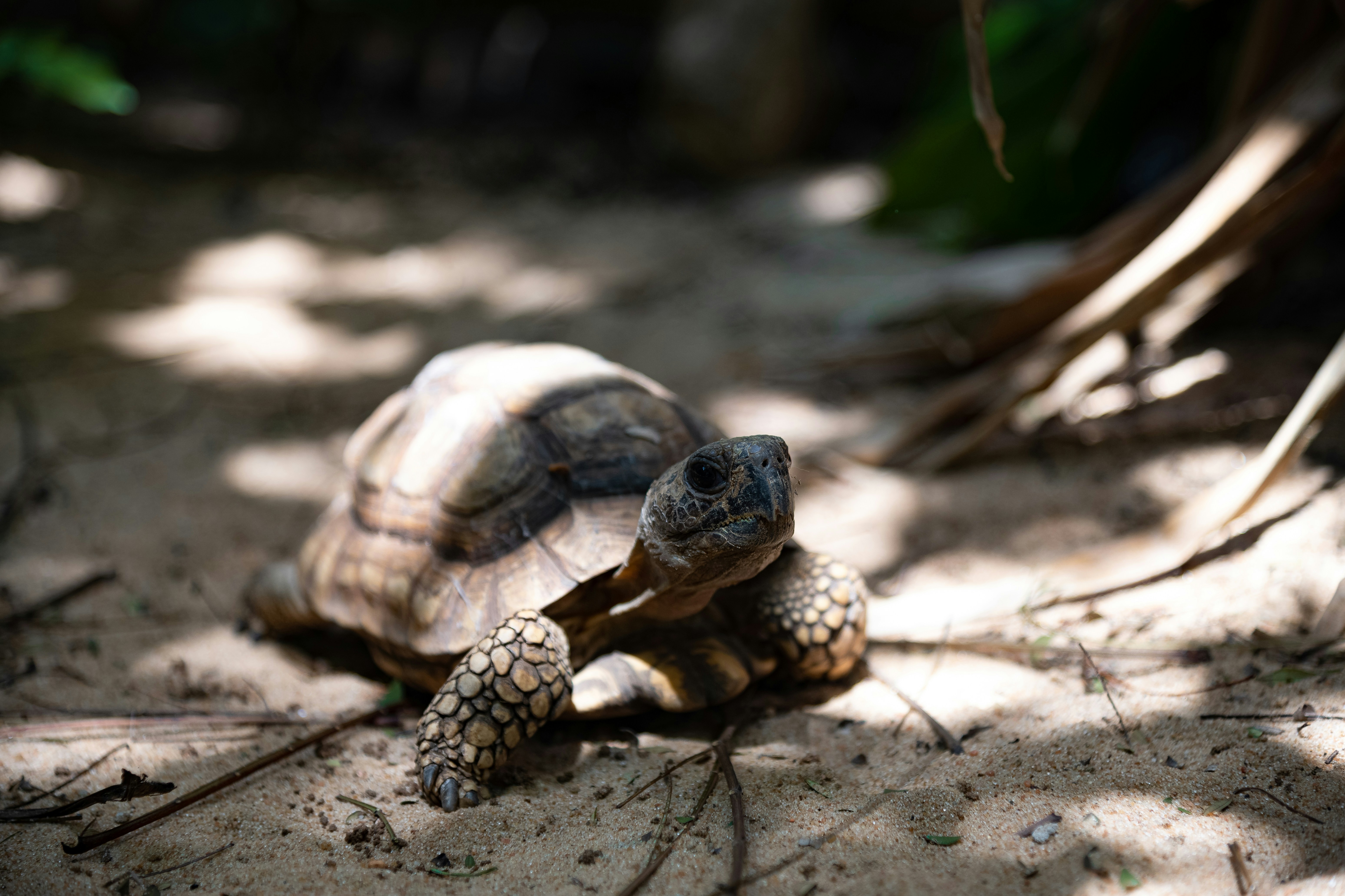 A tortoise crawling on the ground in the shade photo – Free Naturaleza ...