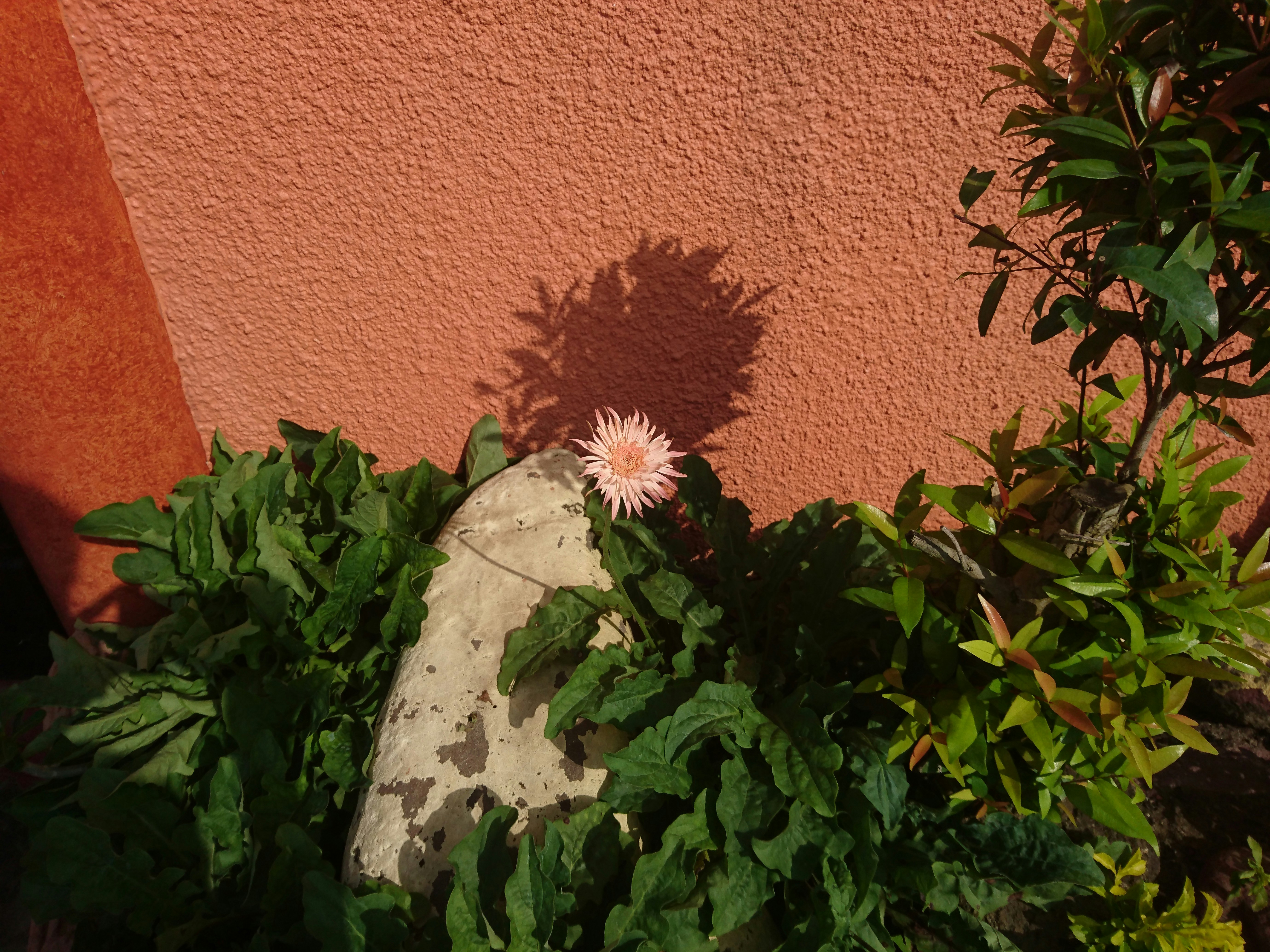 Pink flower casting a shadow on a terracotta wall amidst lush green foliage.
