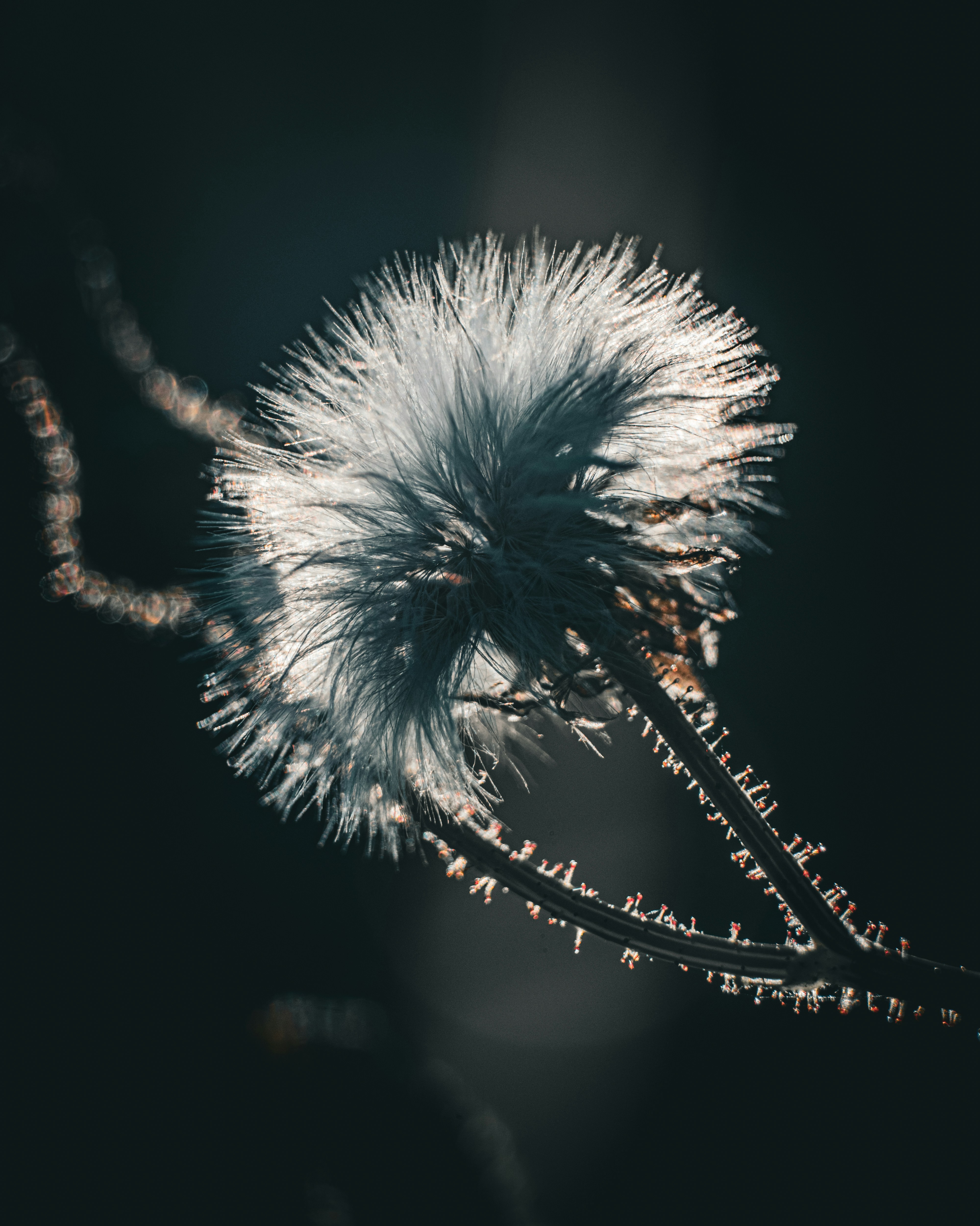 Photo by Antonio Rosati with Nikon D3500