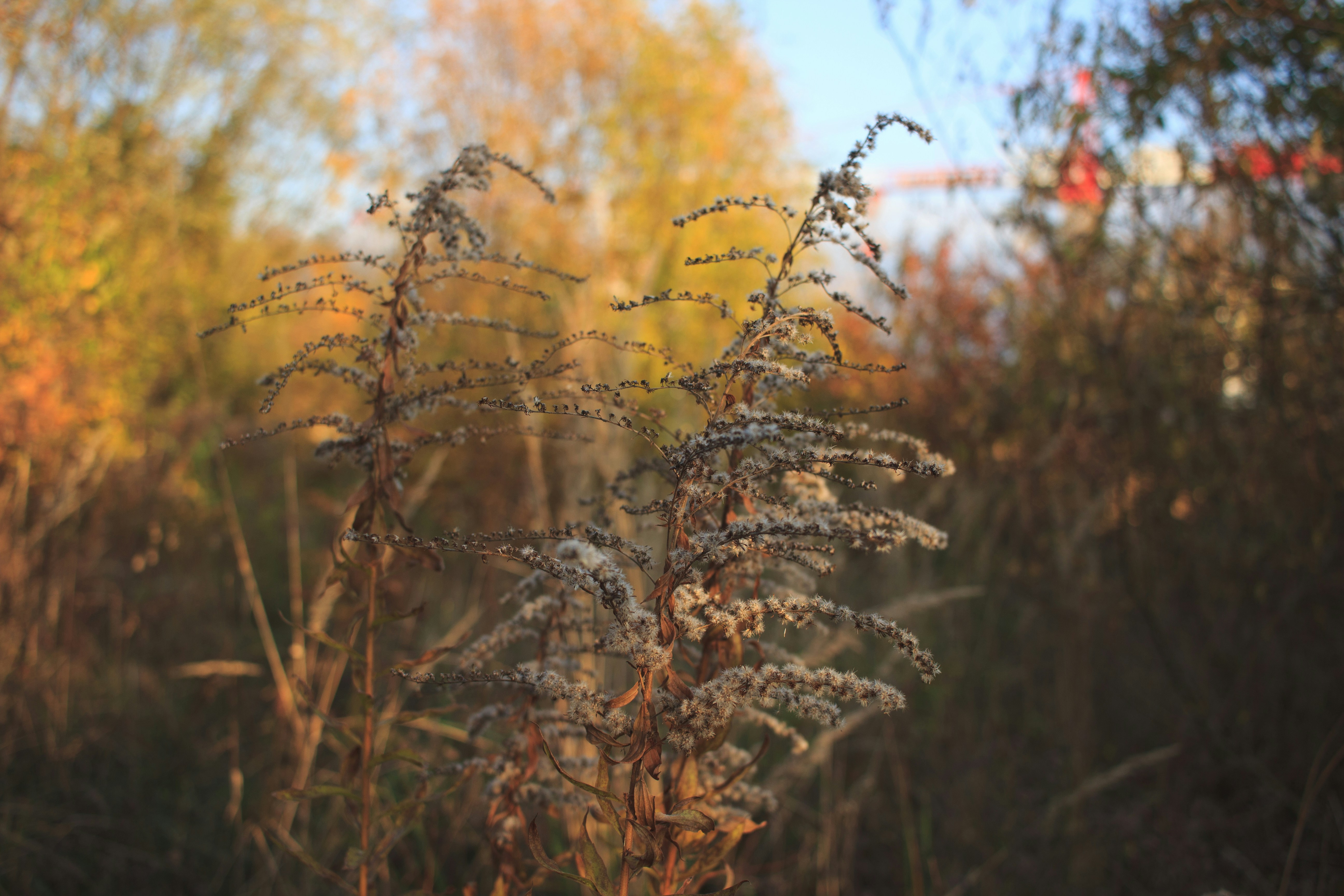 Golden Exhale: Backlit Seed Heads in Autumn Quiet