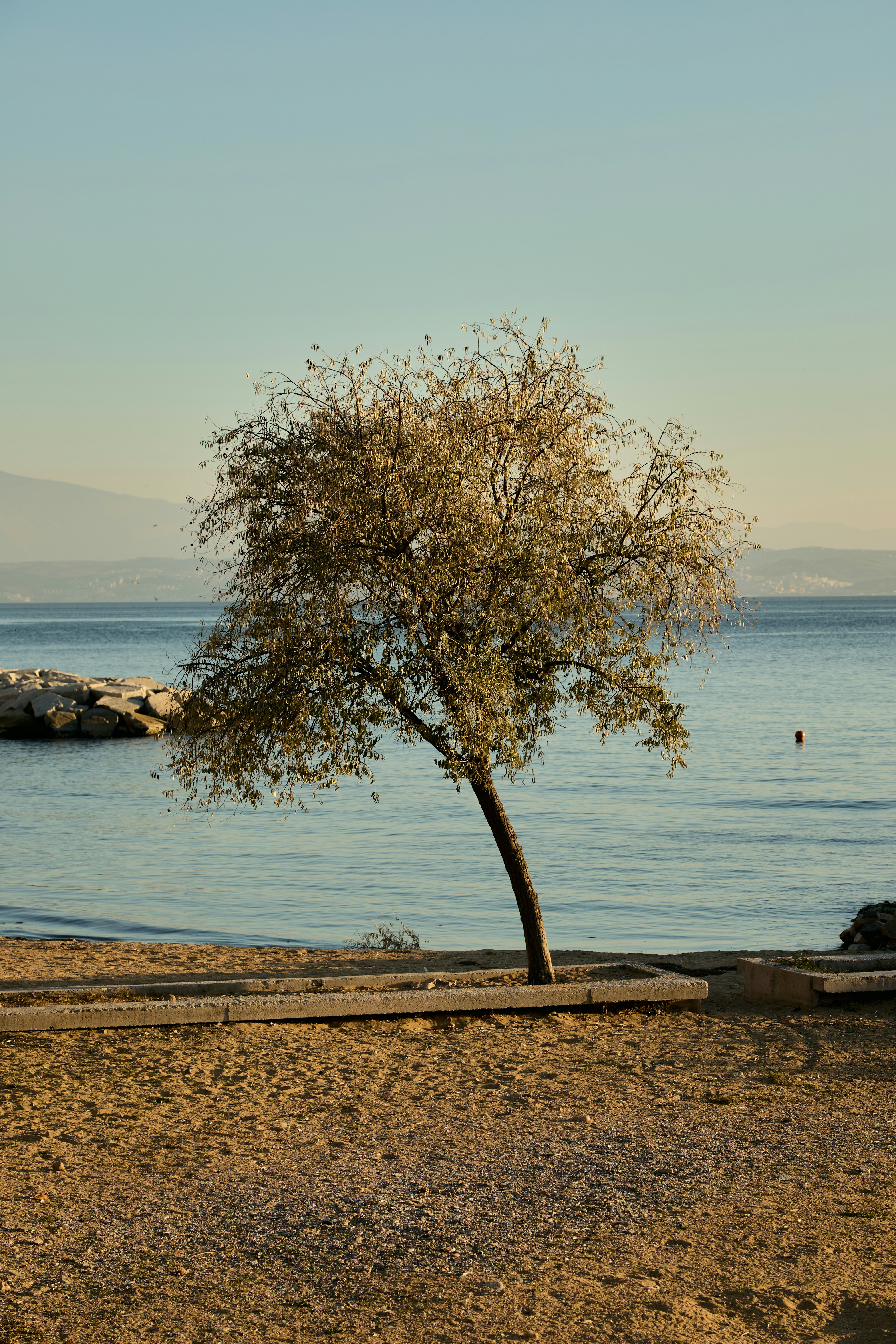 Lone Olive Tree at Golden Hour by a Quiet Seascape