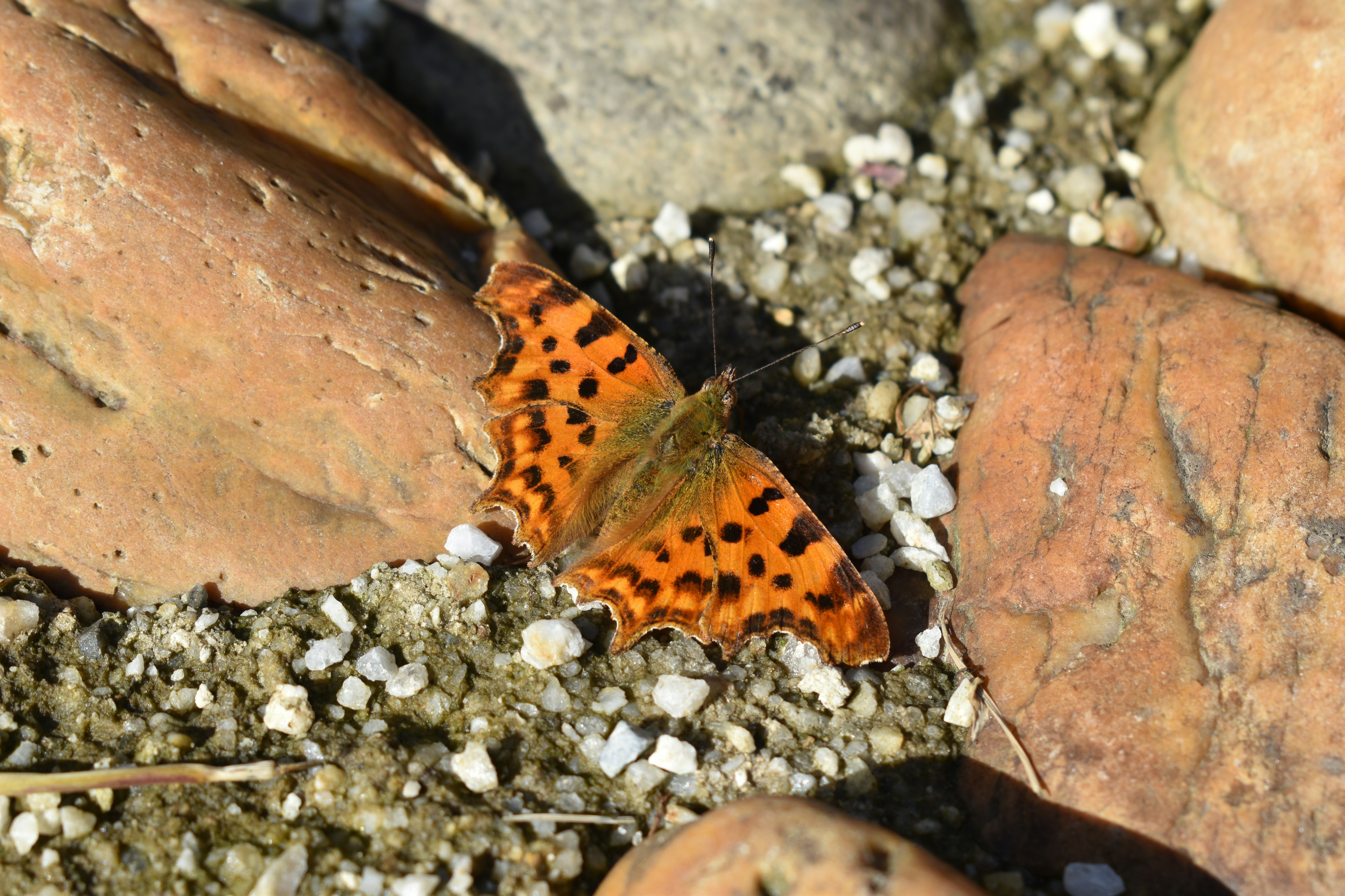 Flame-Winged Butterfly Resting on a Pebble Mosaic