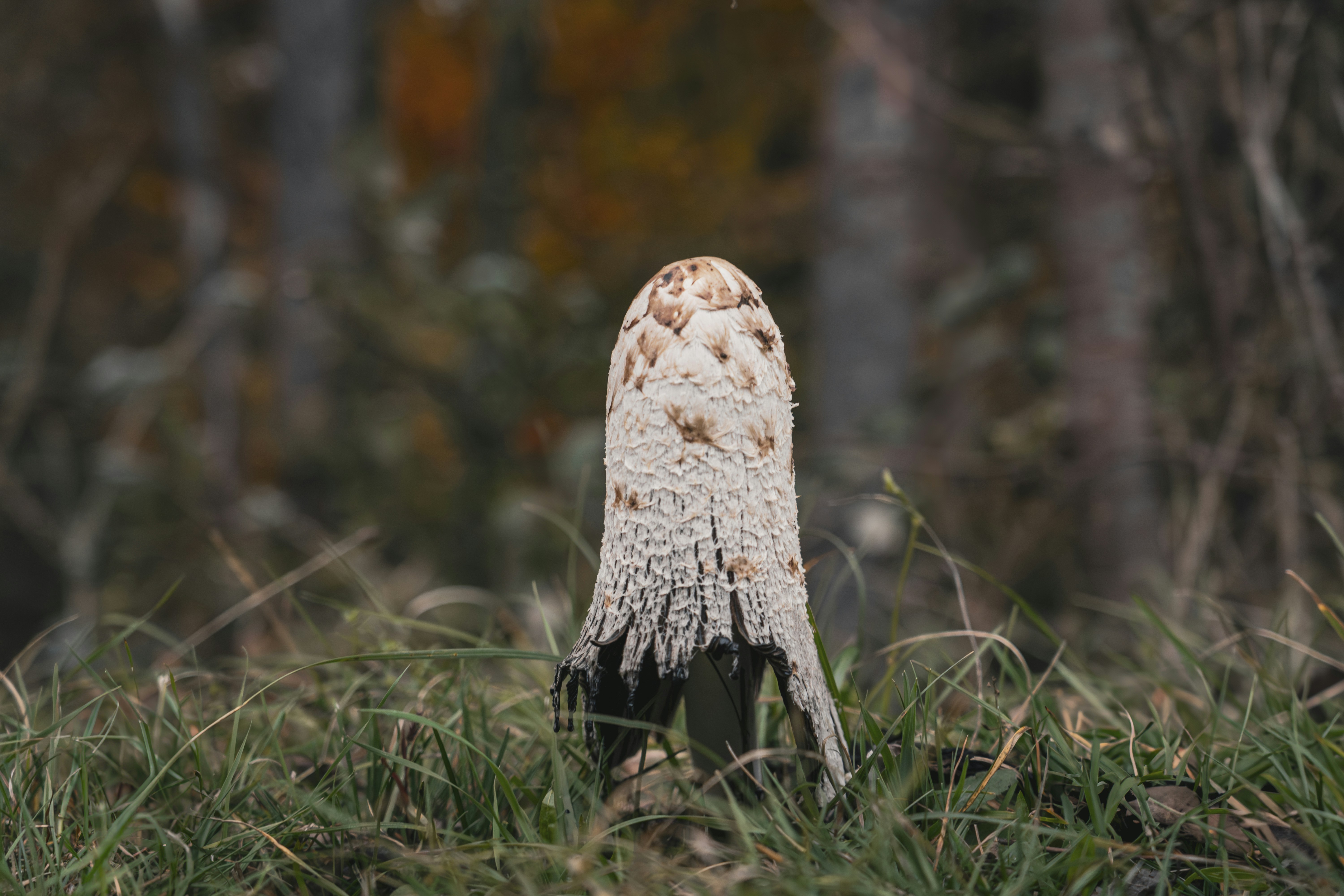 A mushroom sitting in the middle of a forest