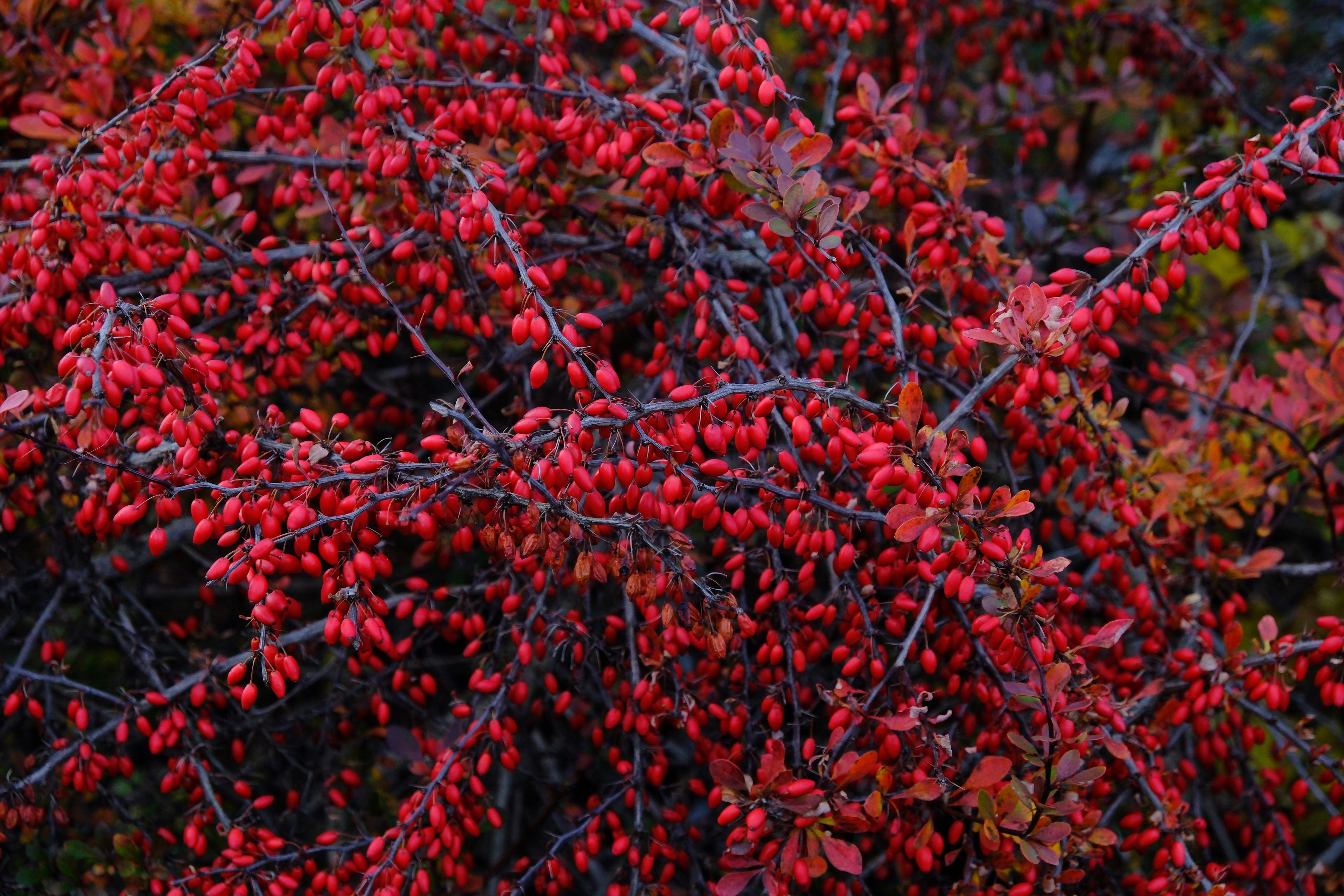Crimson Berries Weaving Through Winter Branches