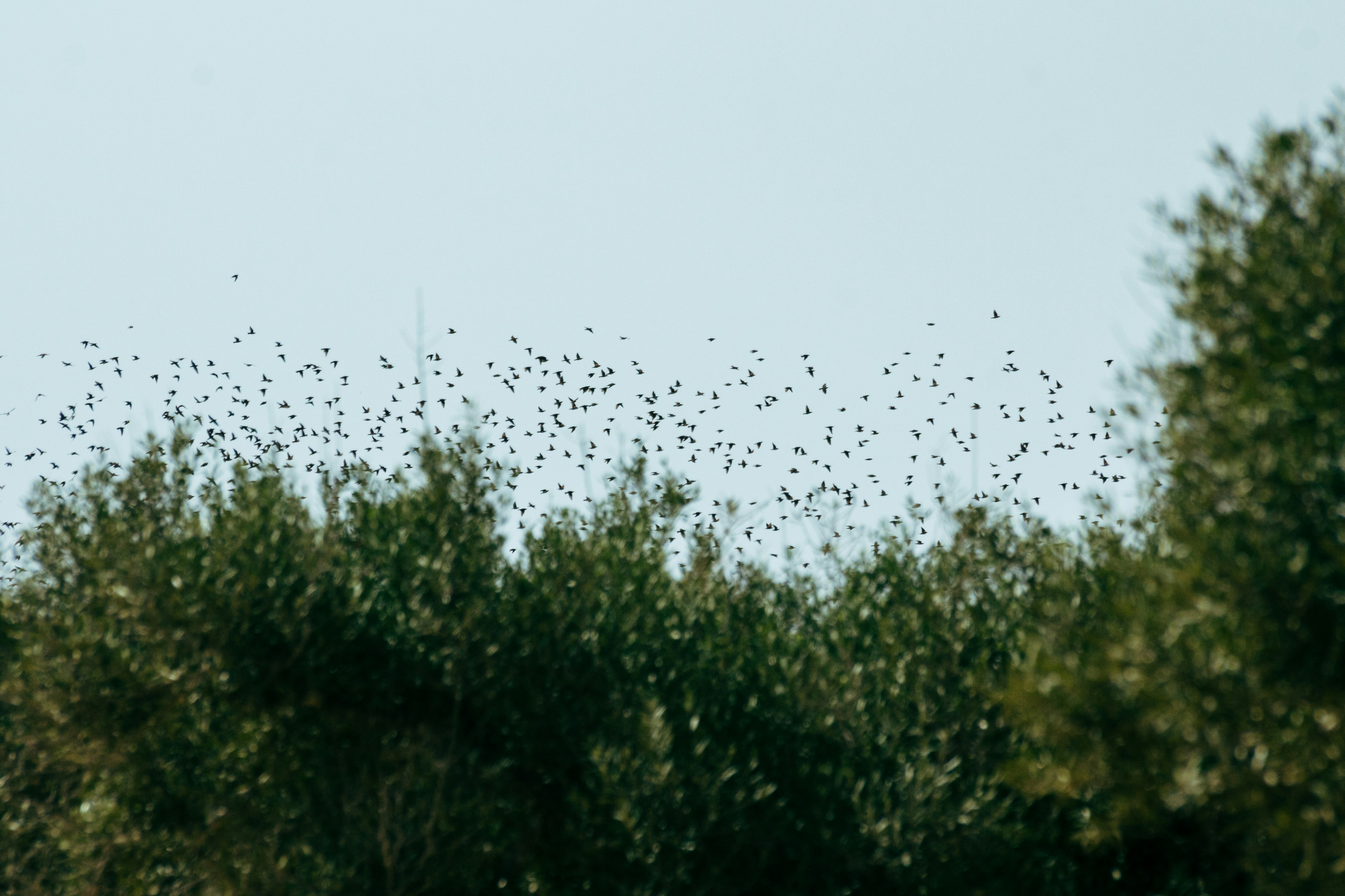 Murmuration Over a Quiet Canopy