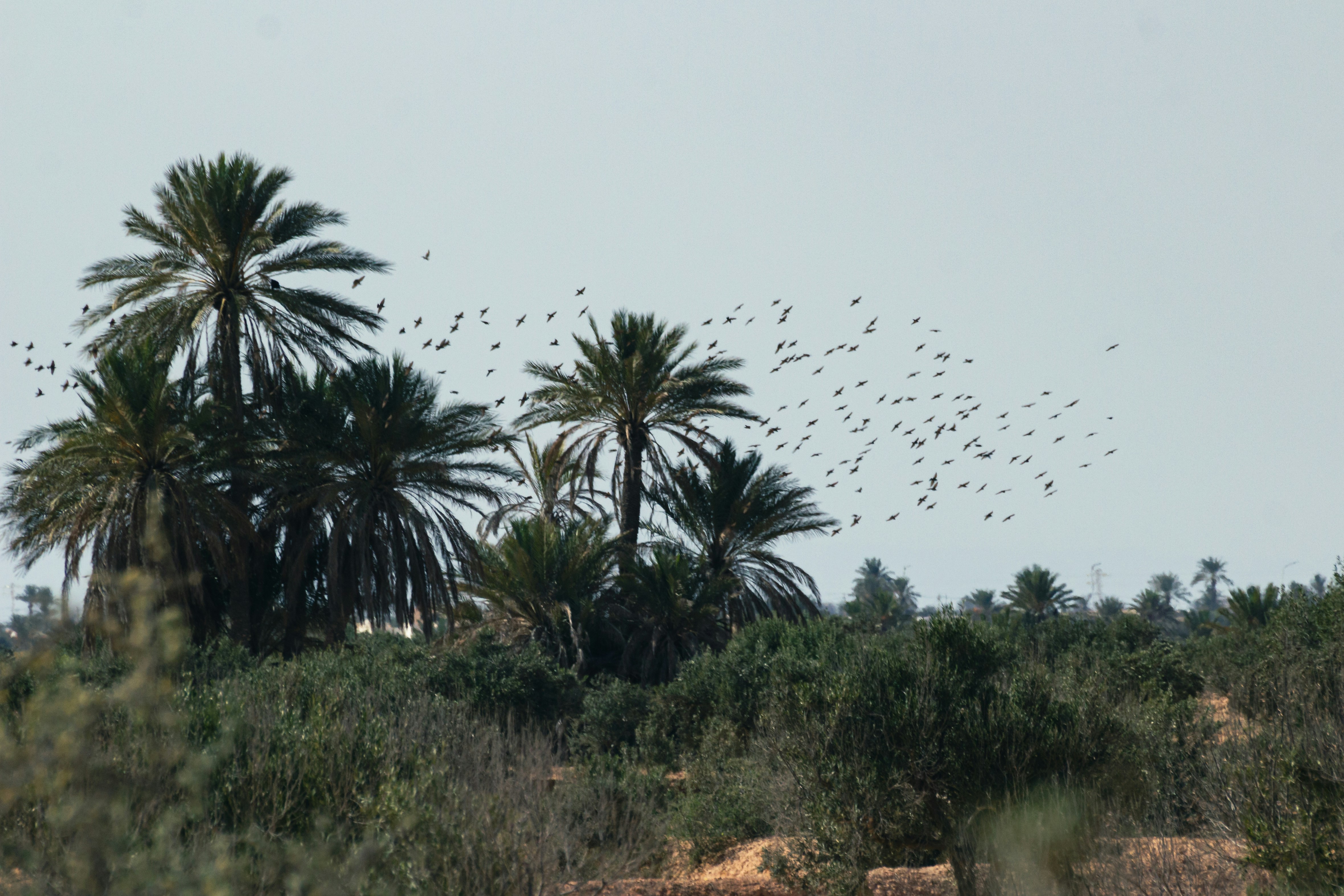 A stunning landscape view of a flock of starlings flying over Djerba’s palm trees in Tunisia.