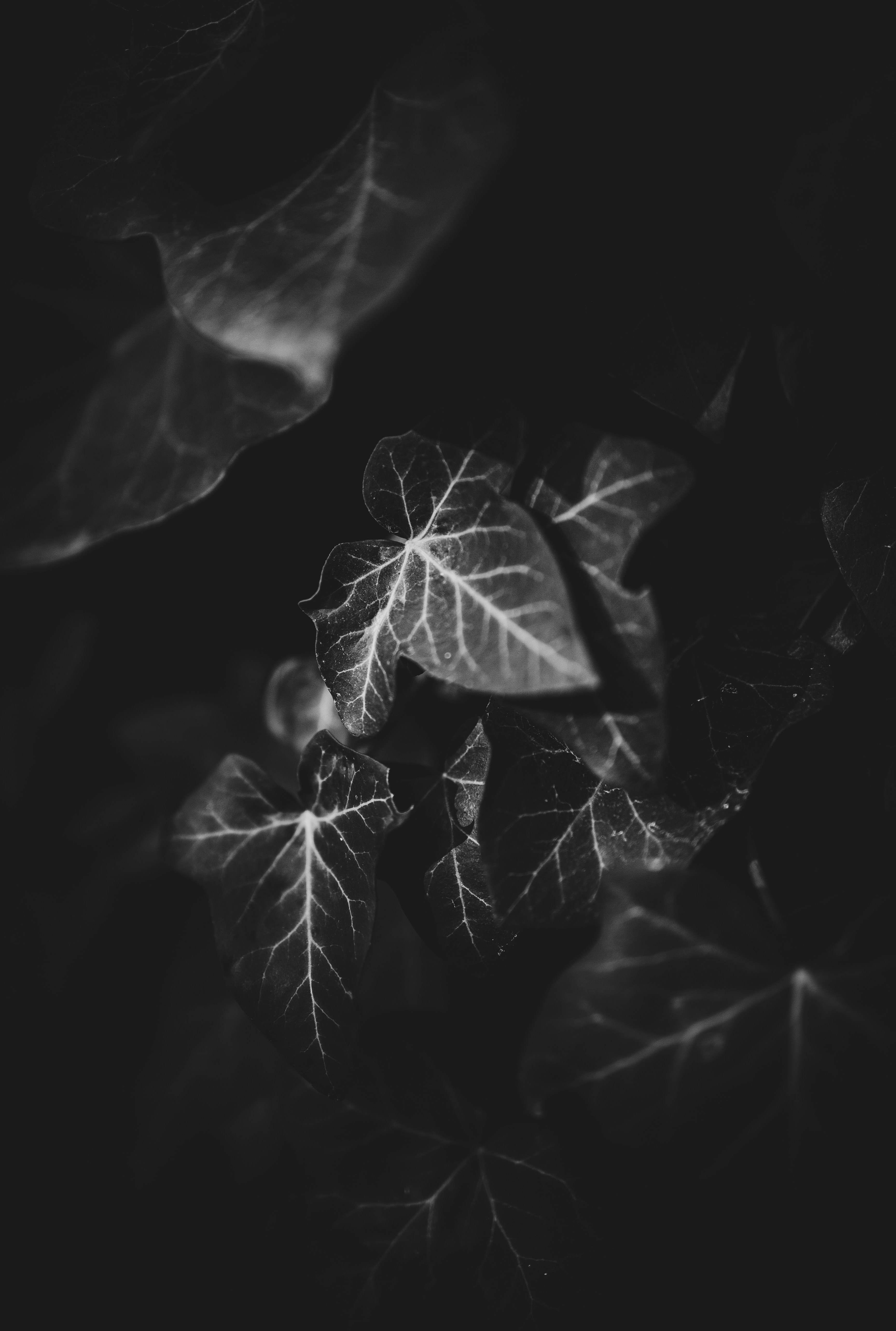 Vein-Lace in the Dark: a monochrome ivy leaf close-up