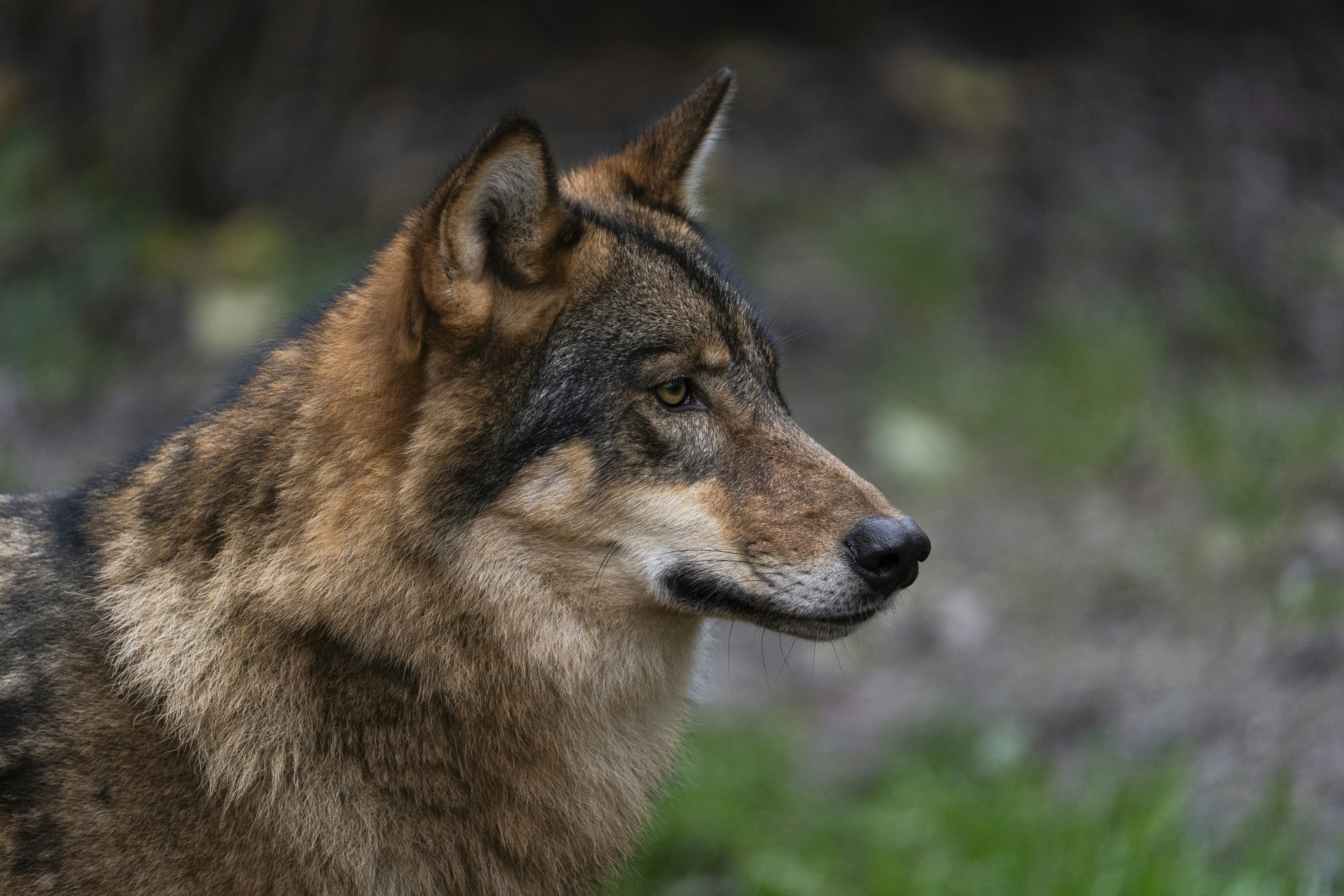 A close up of a dog in a field of grass photo – Free Dog Image on Unsplash