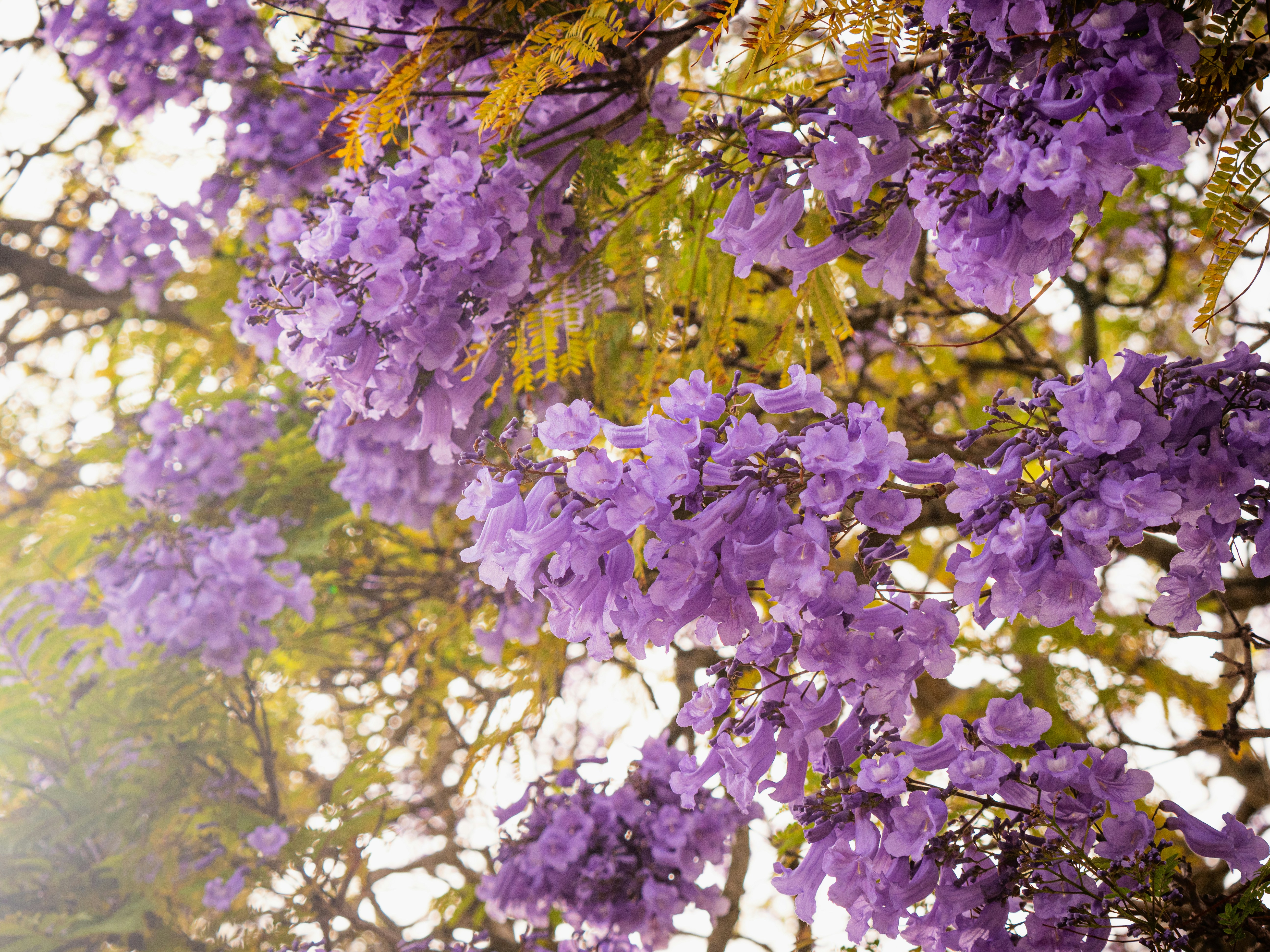 Sunlit Cascade of Purple Wisteria Blossoms